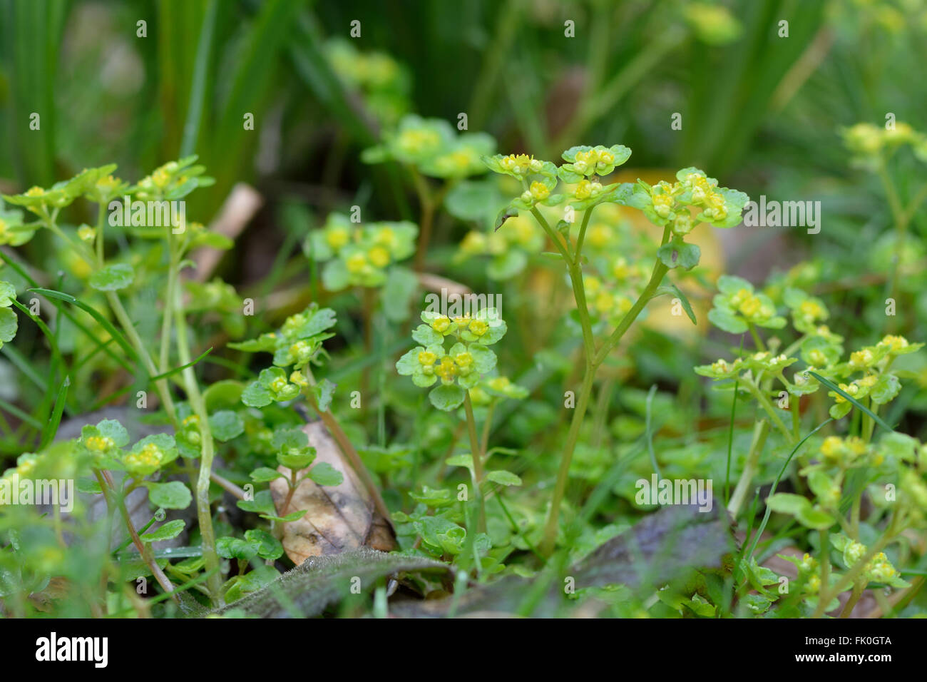 Opposite-leaved golden saxifrage (Chrysosplenium oppositifolium). Small ...
