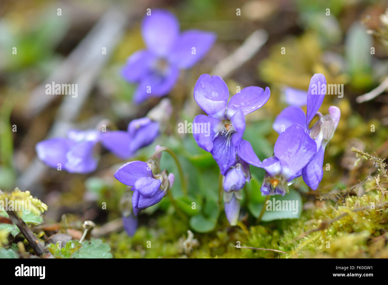 Early dog-violet (Viola reichenbachiana). Purple flower of this plant ...