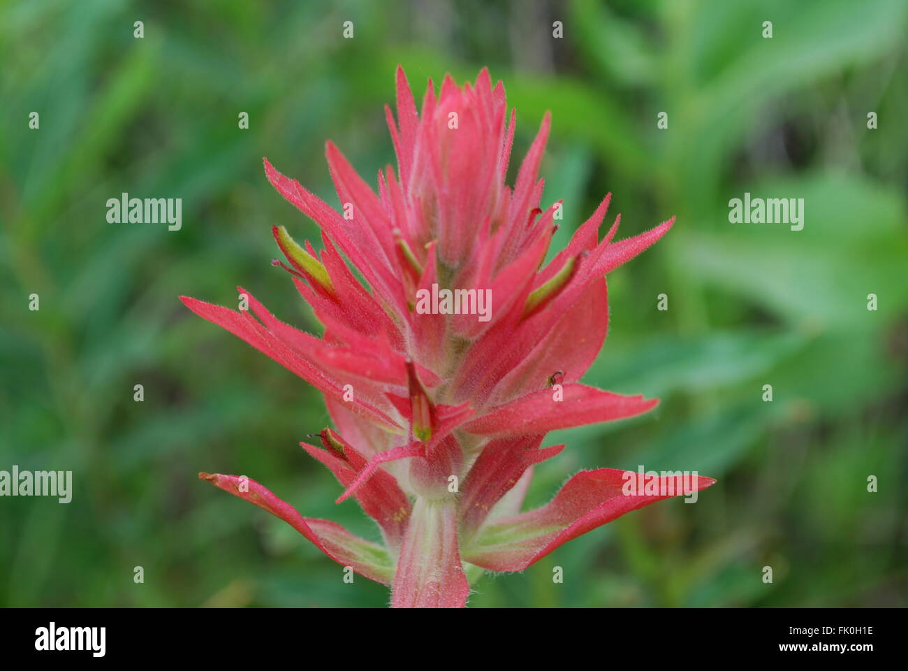 Indian paint brush hi-res stock photography and images - Alamy