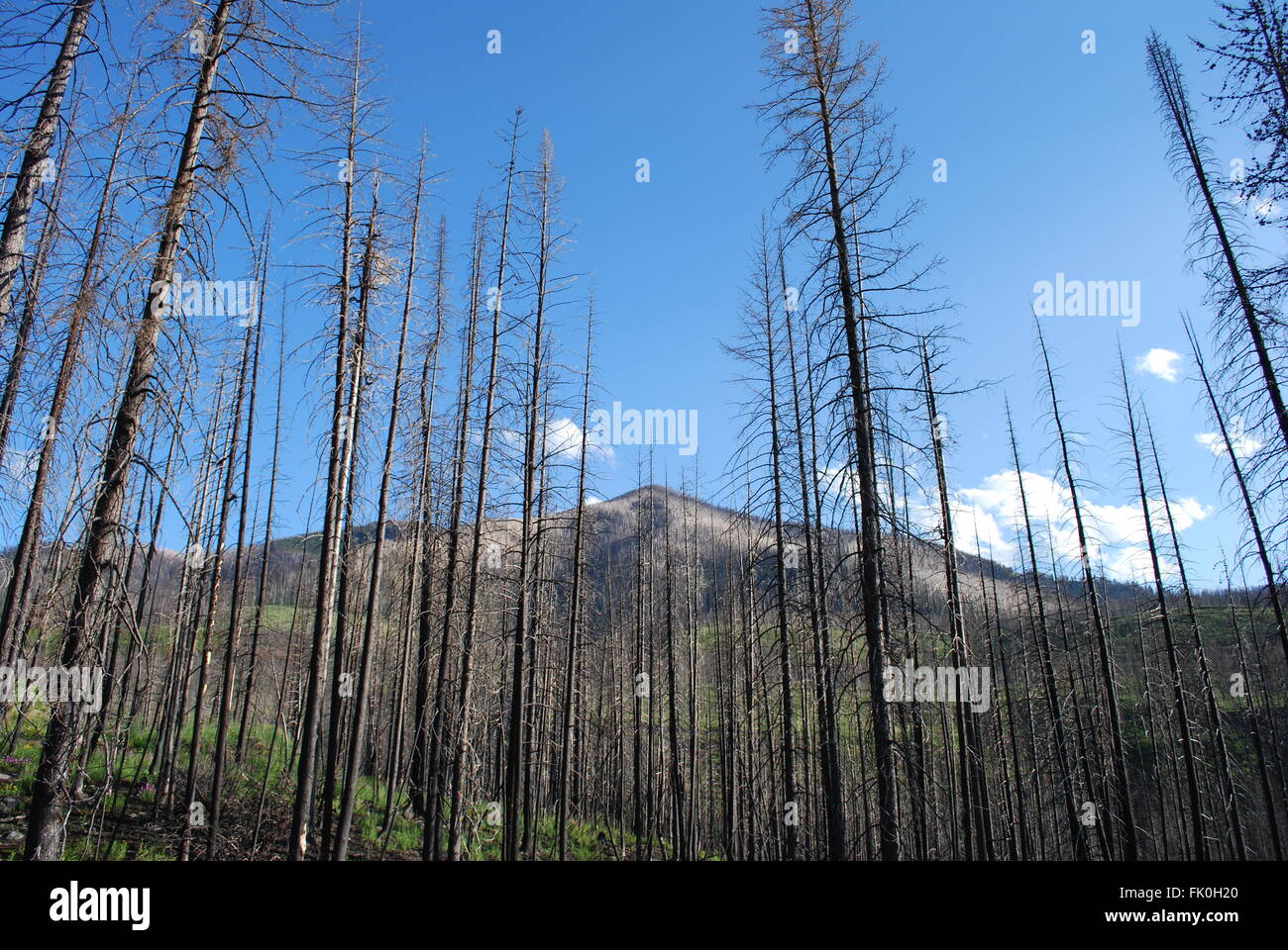 Trees after fire hi-res stock photography and images - Alamy
