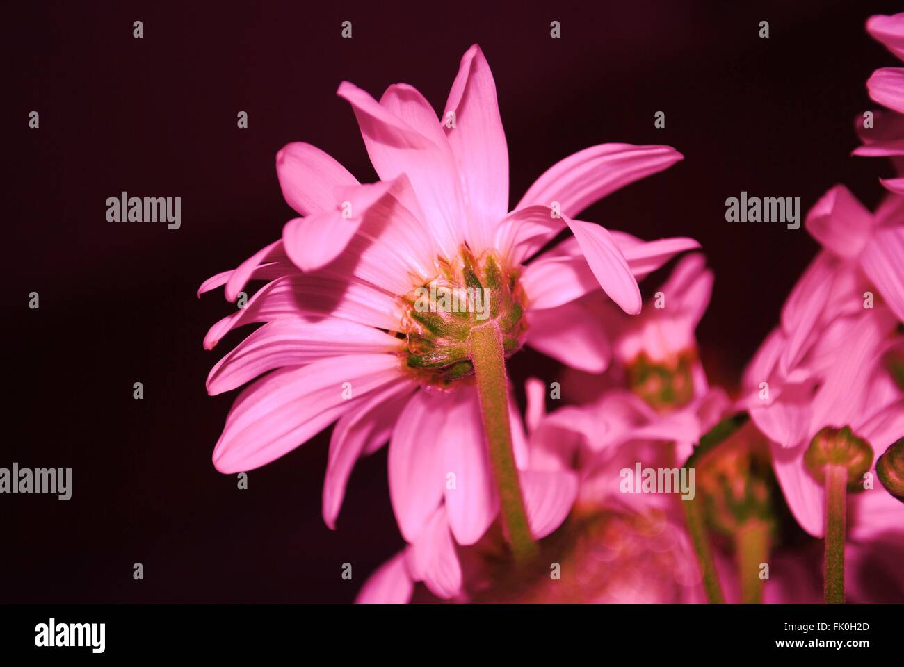 closeup of backside of daisy Stock Photo - Alamy