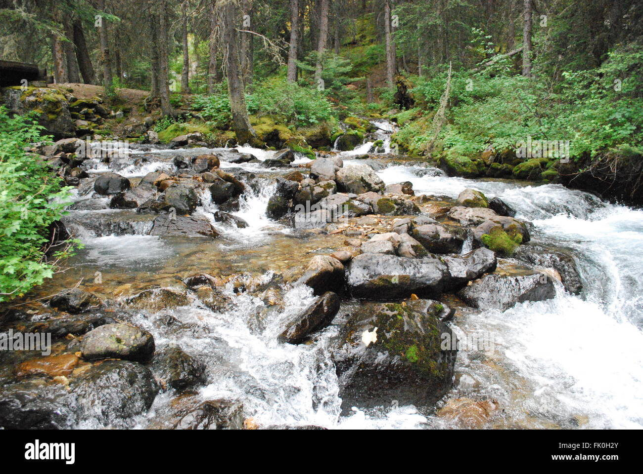 Creek through the forest hi-res stock photography and images - Alamy