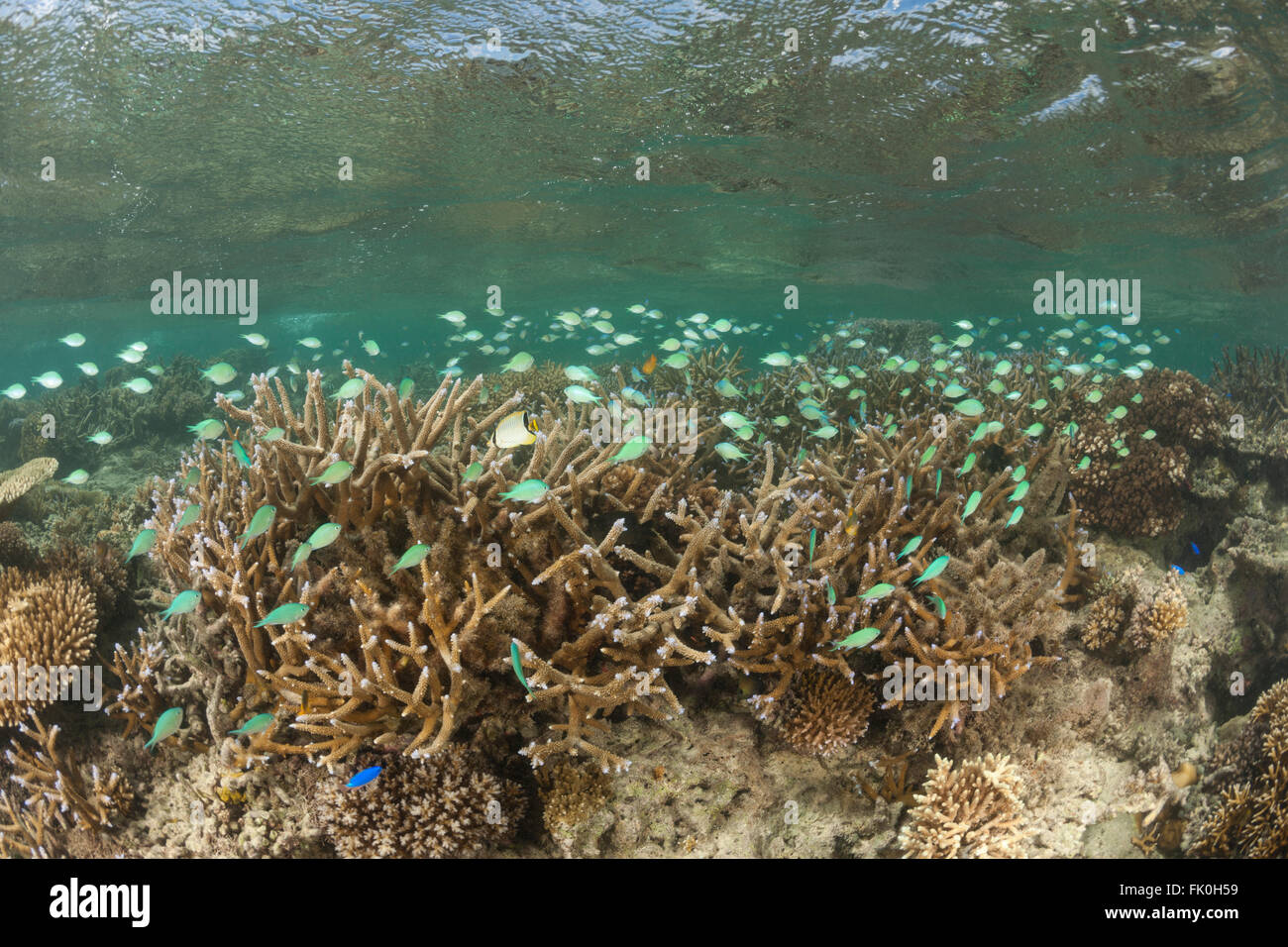 Healthy coral reefs with abundant marine life in tambo or marine ...