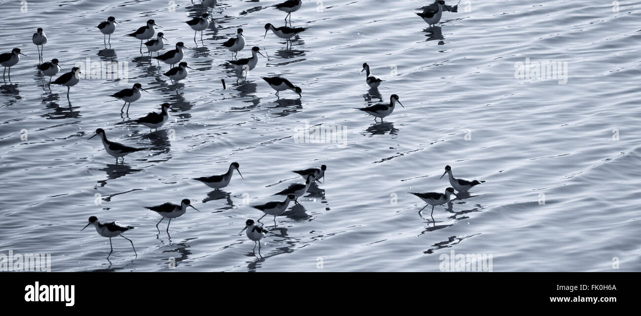 Birds with long legs hi-res stock photography and images - Alamy