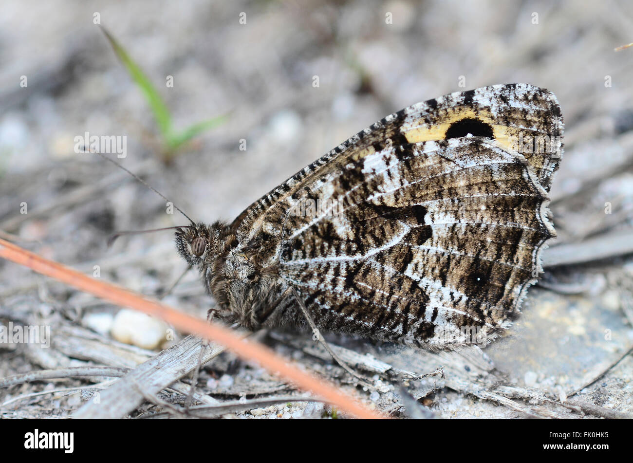 Camouflage butterfly hi-res stock photography and images - Alamy