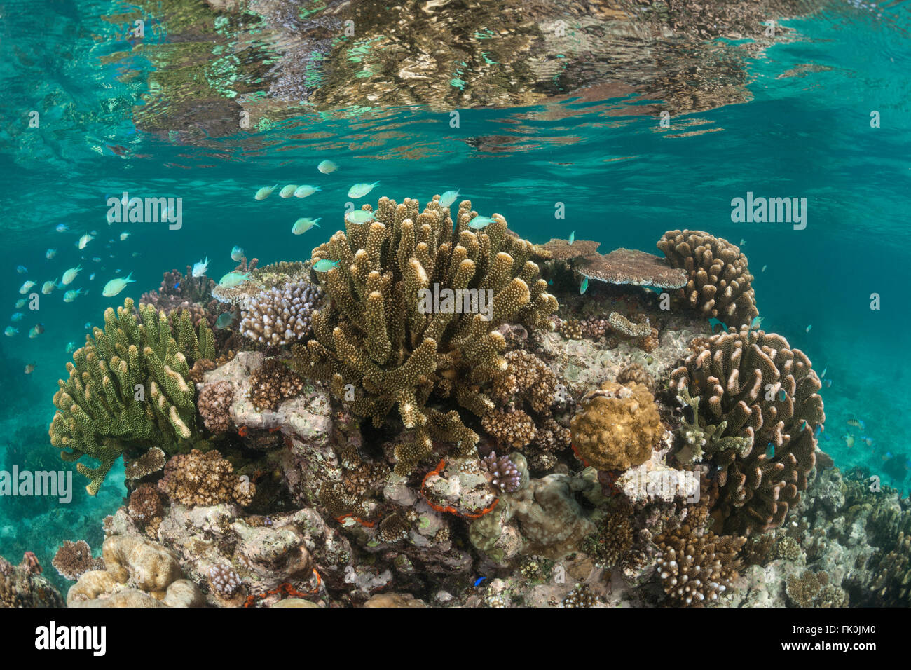 Beautiful shallow coral reefs in the marine protected area near Kia ...
