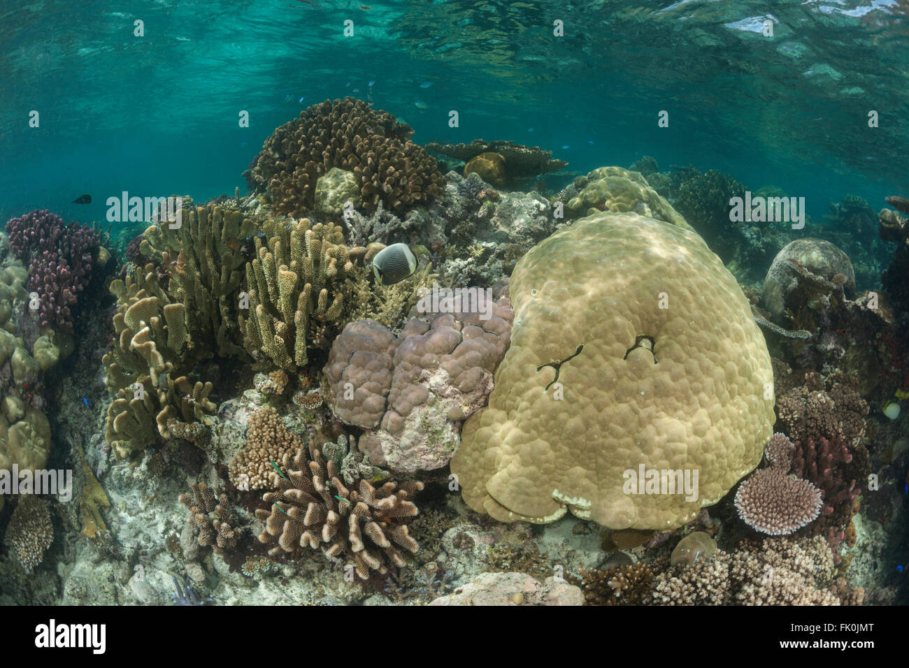 Beautiful shallow coral reefs in the marine protected area near Kia ...