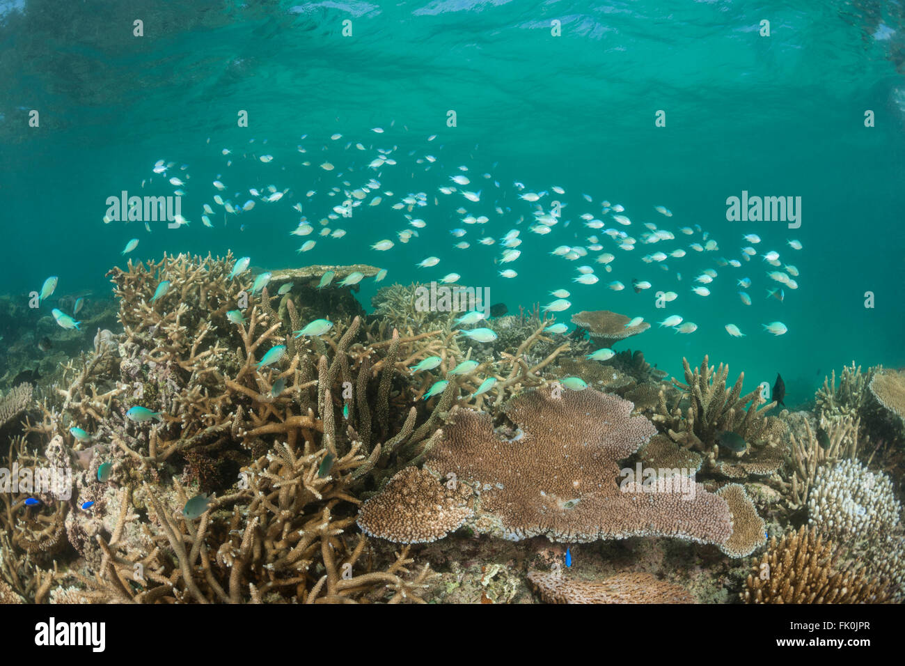 Coral reefs of the Great Sea Reefs Stock Photo - Alamy