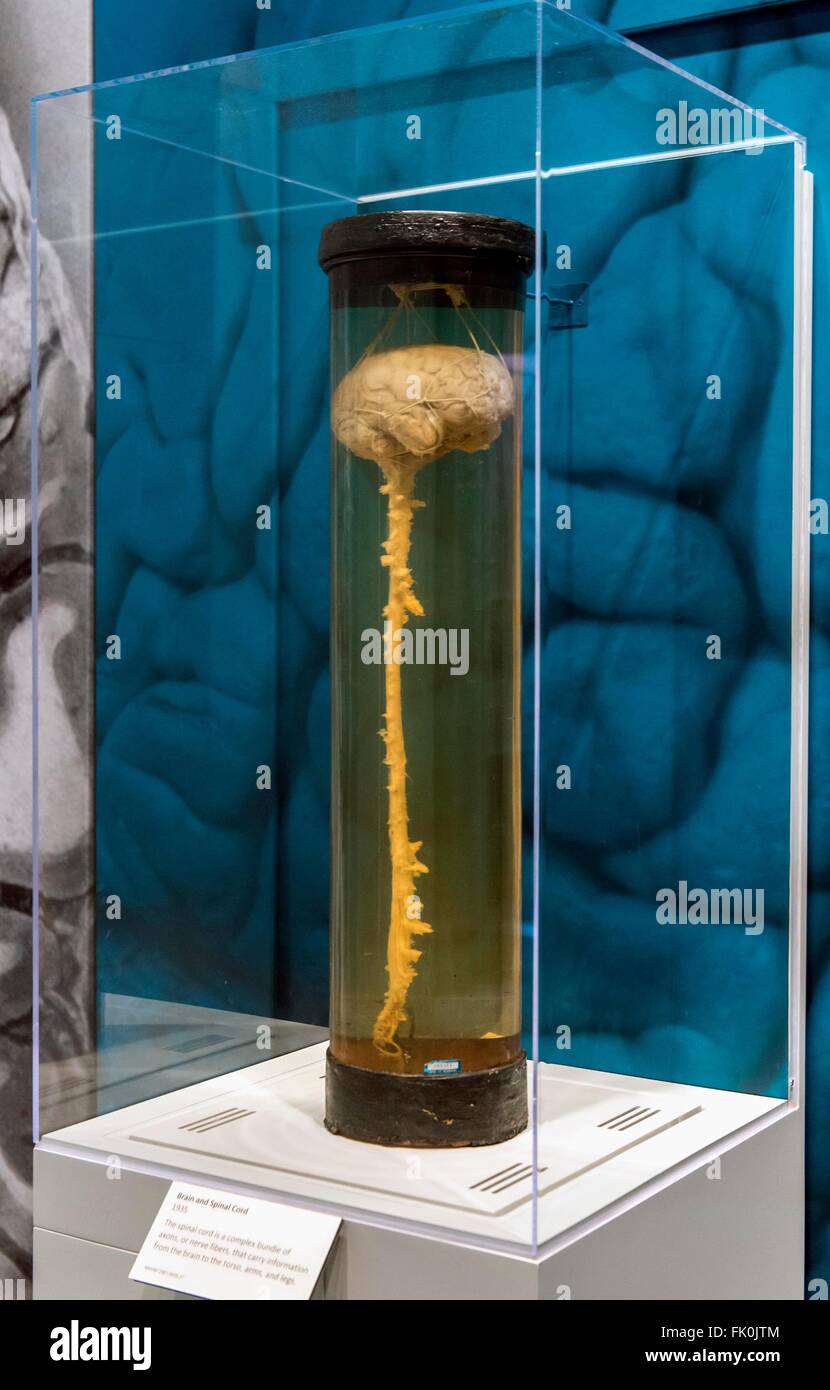 Civil war medicine museum hi-res stock photography and images - Alamy