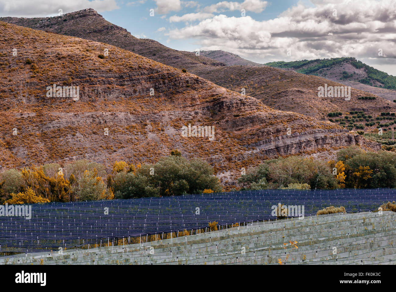 Apple tree protection network hi-res stock photography and images - Alamy