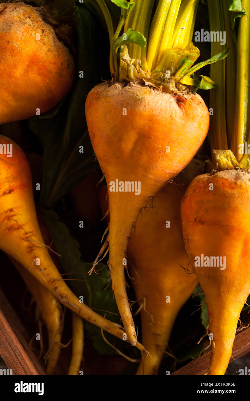 Raw Organic Golden Beets in a Box Stock Photo - Alamy