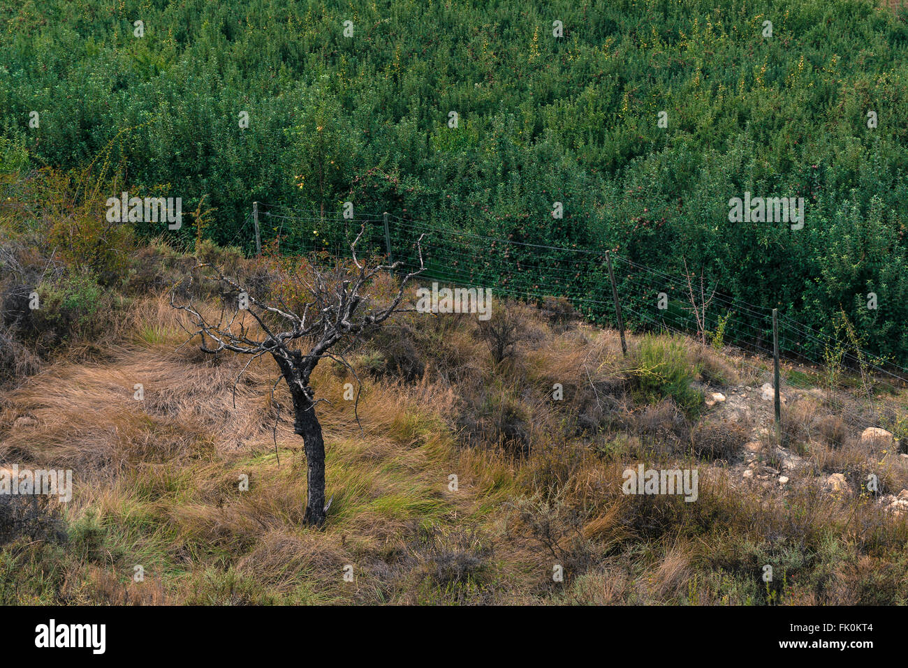 Cultivable field hi-res stock photography and images - Alamy