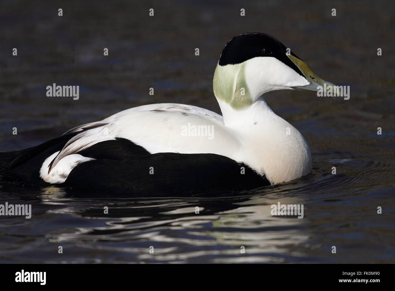 Juvenile male eider duck hi-res stock photography and images - Alamy