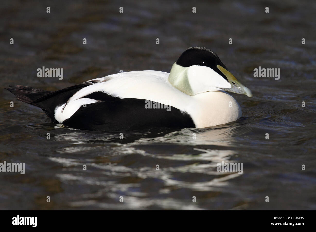 Juvenile male eider duck hi-res stock photography and images - Alamy