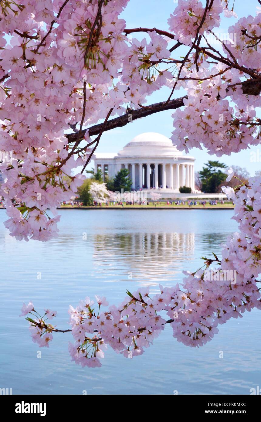 Pink cherry blossoms (sakura) in Washington, DC in the spring Stock ...