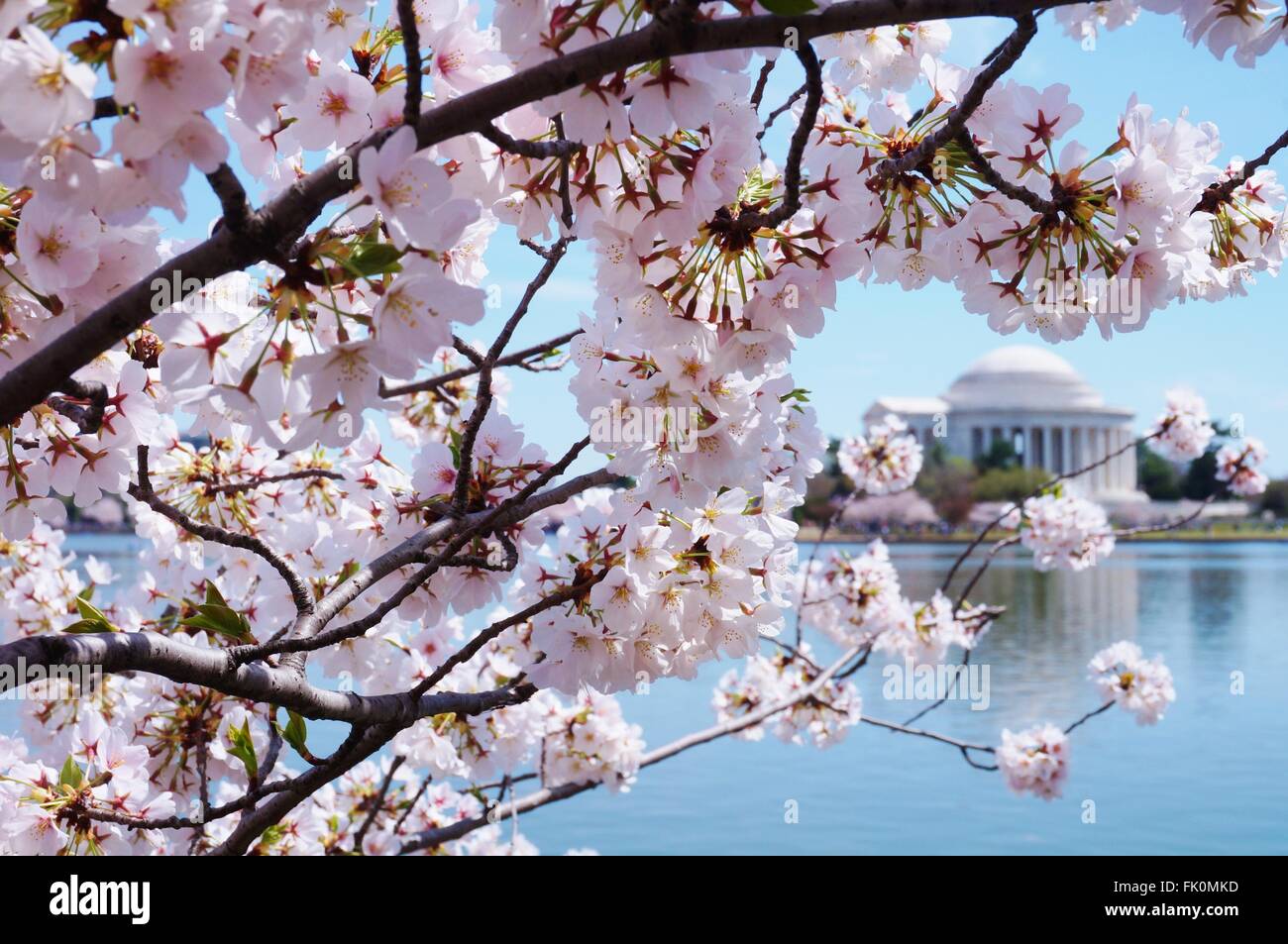 Washington dc sakura hi-res stock photography and images - Alamy