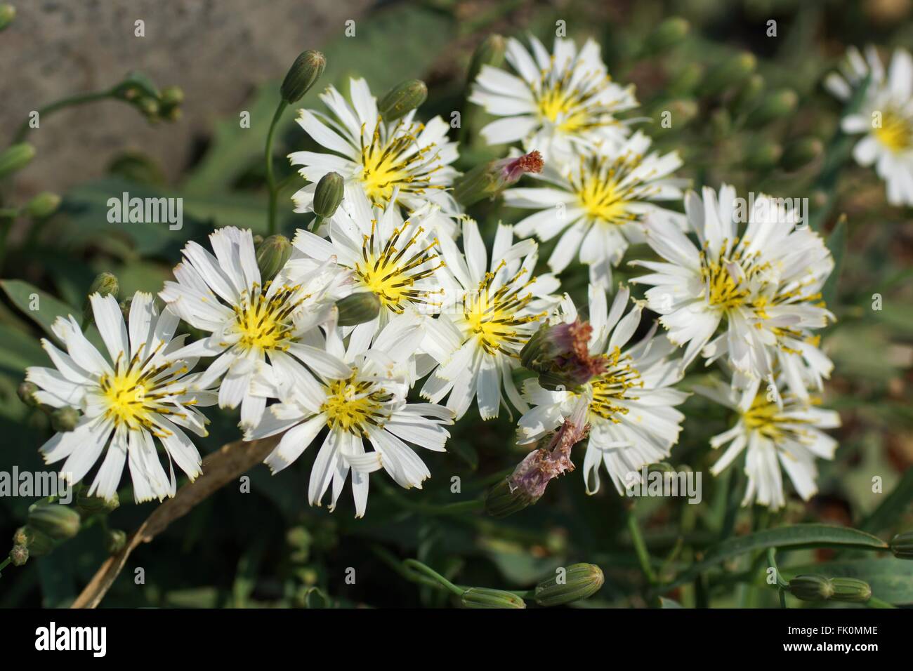 Flowers in china hi-res stock photography and images - Alamy
