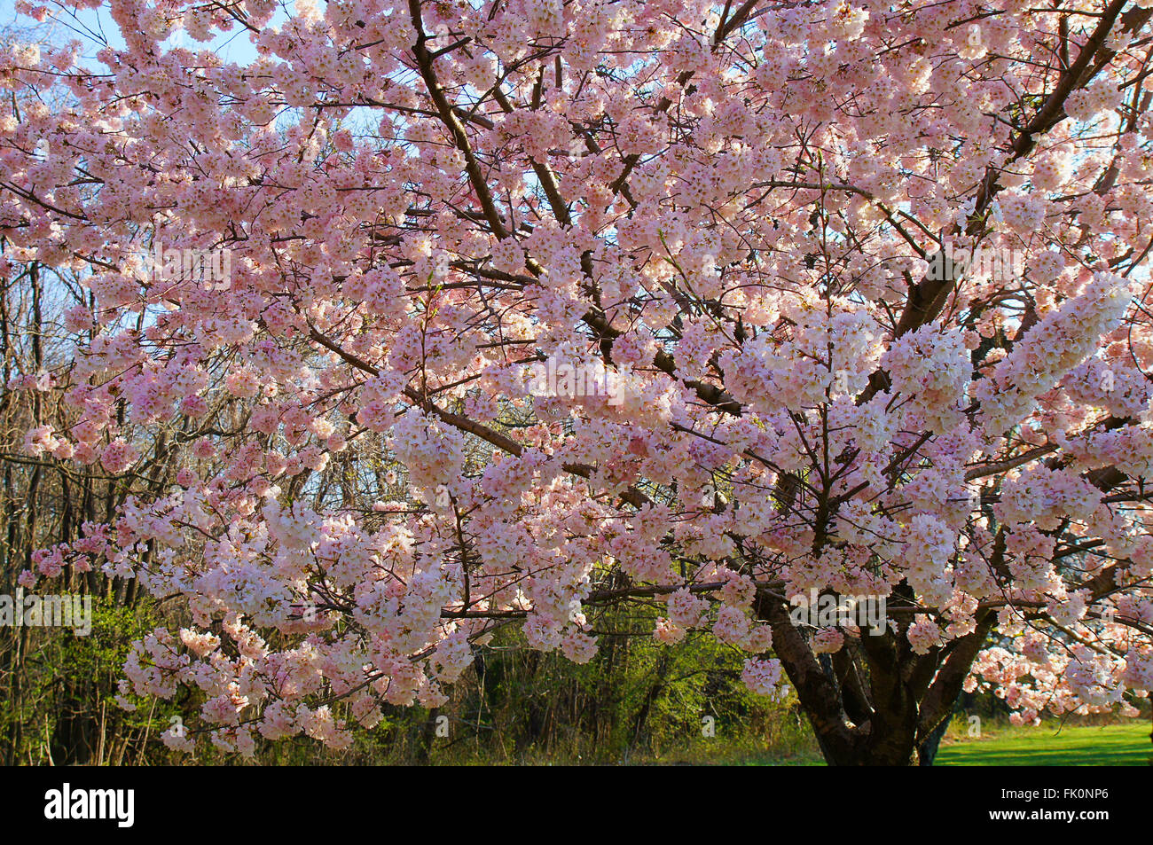 Side view of a blossoming cherry tree in spring Stock Photo - Alamy