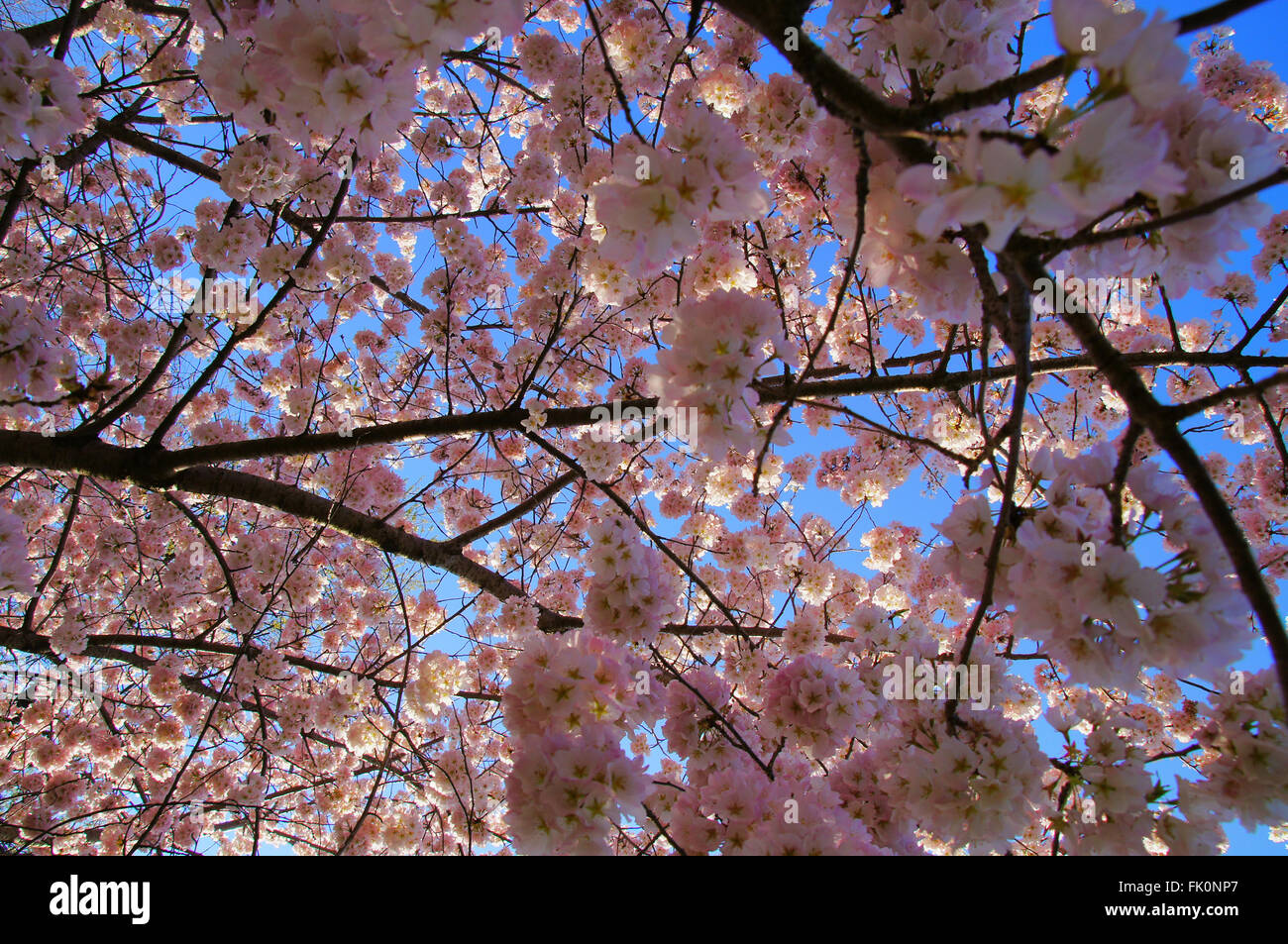 A view of pink cherry blossom from the bottom of the tree Stock Photo ...