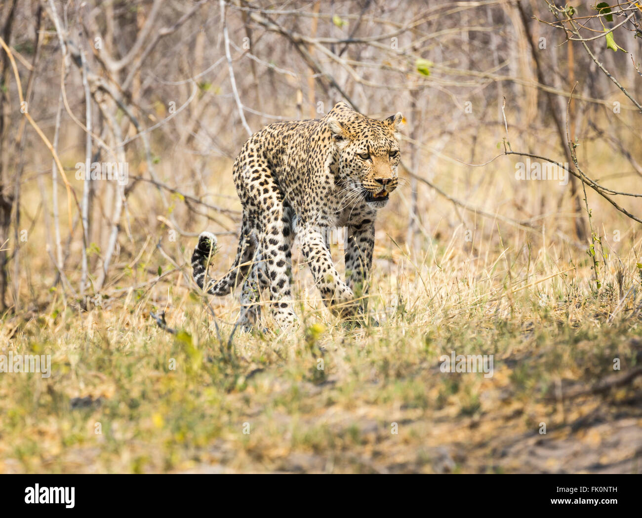 Prowling Leopard High Resolution Stock Photography and Images - Alamy