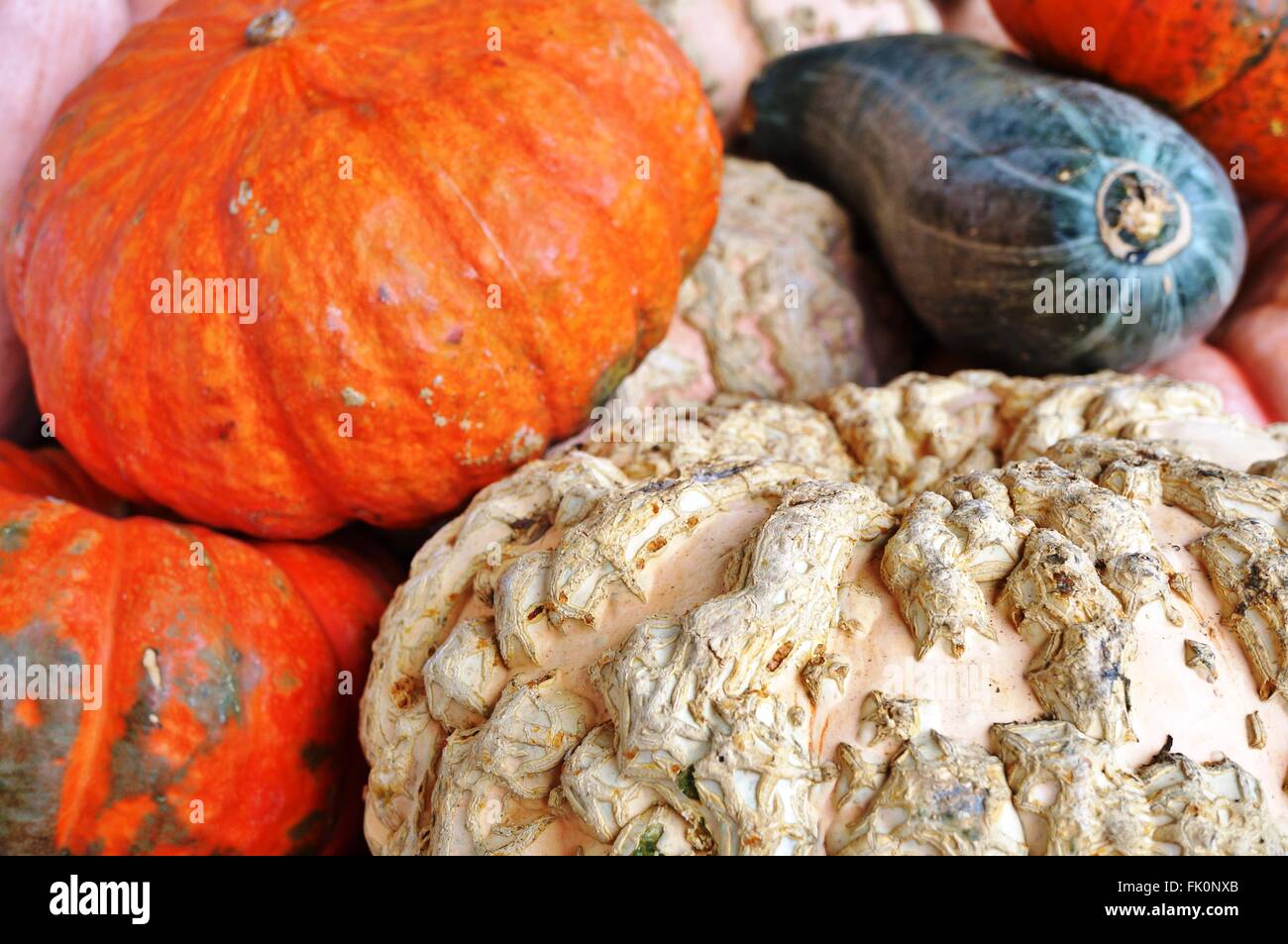 Colorful heirloom squash and pumpkins at the farmers market in the fall ...