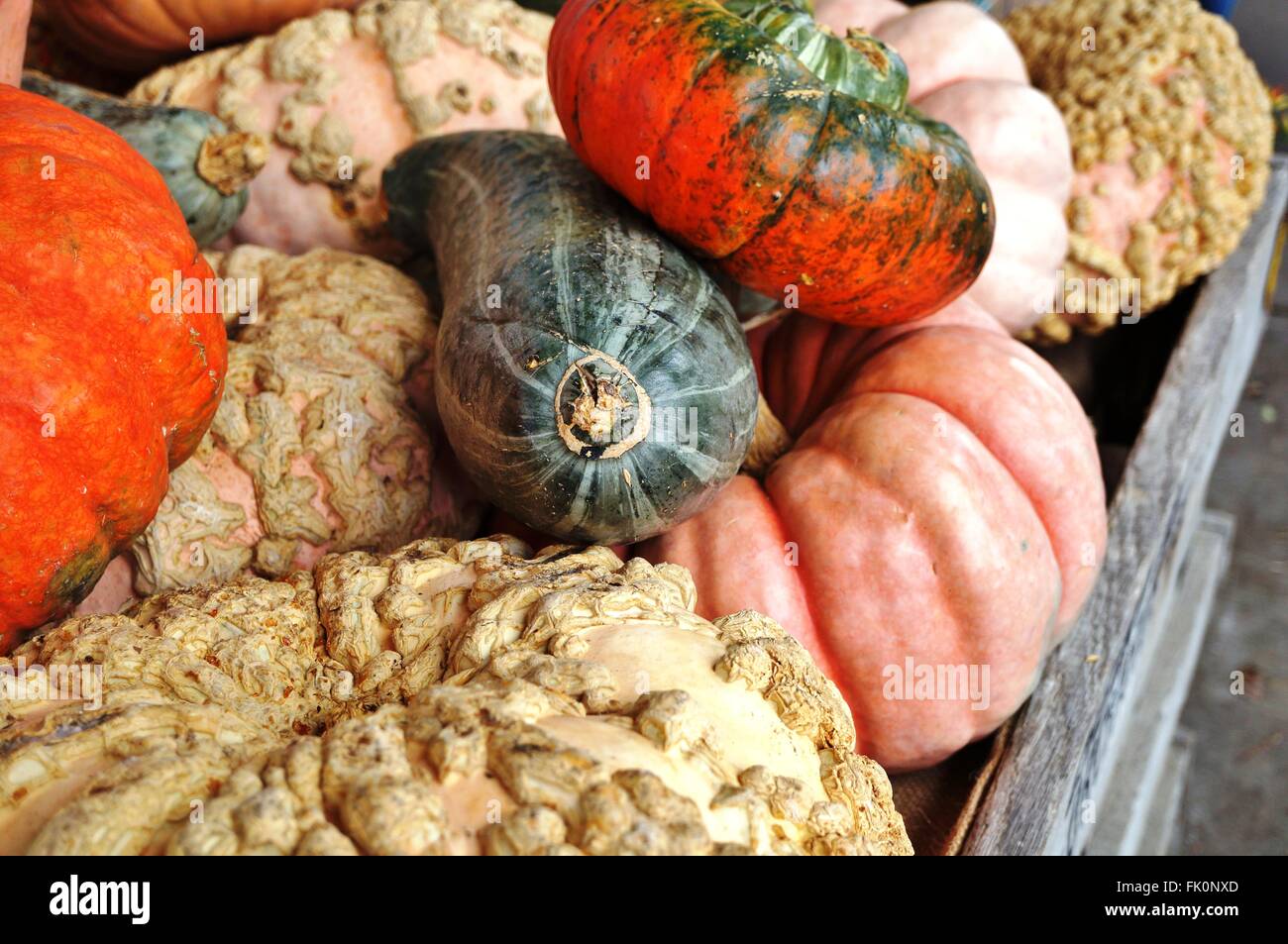 Colorful heirloom squash and pumpkins at the farmers market in the fall ...