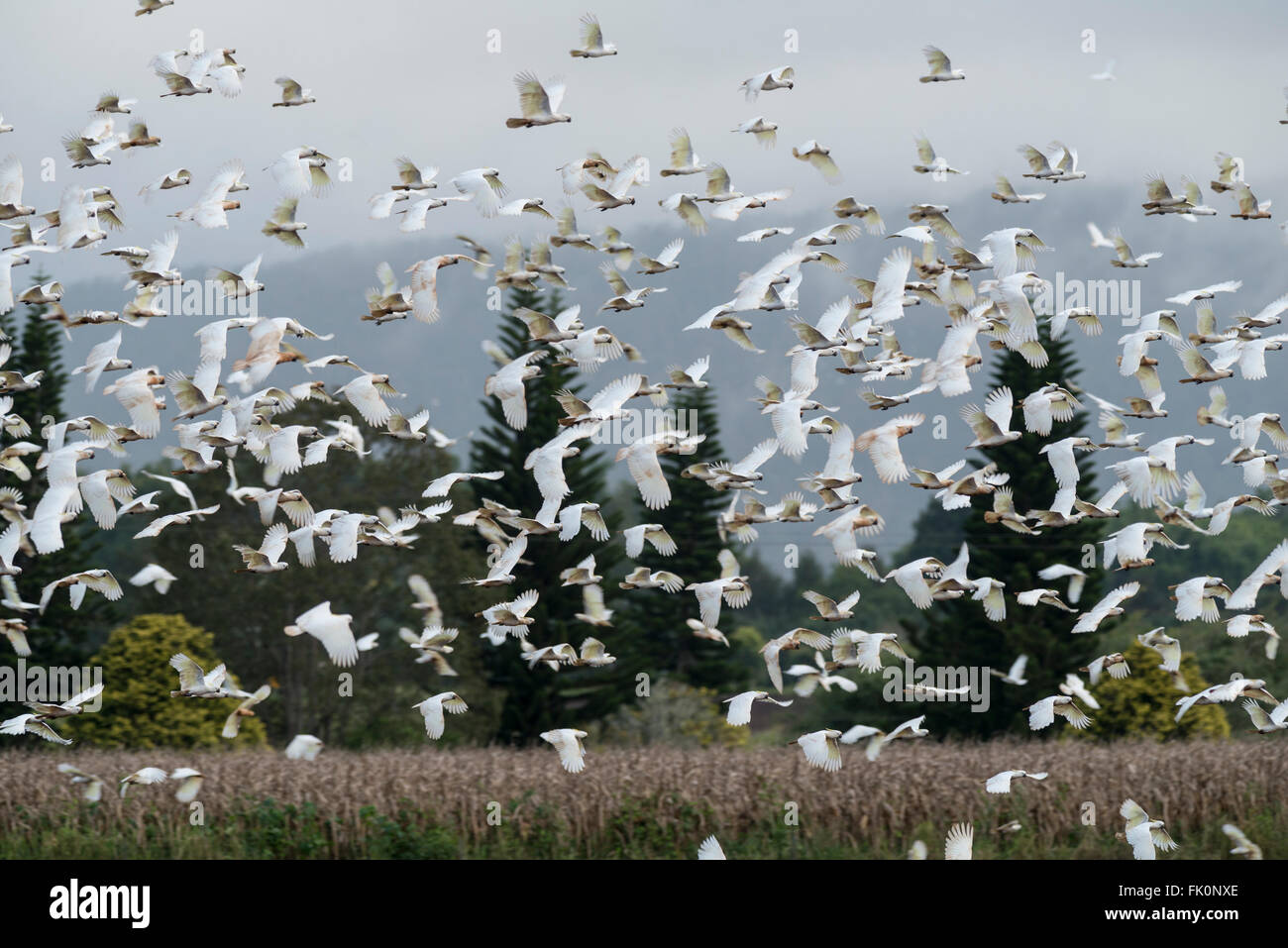Huge flock of Sulphur-crested Cockatoo eating / digging peanuts from ...