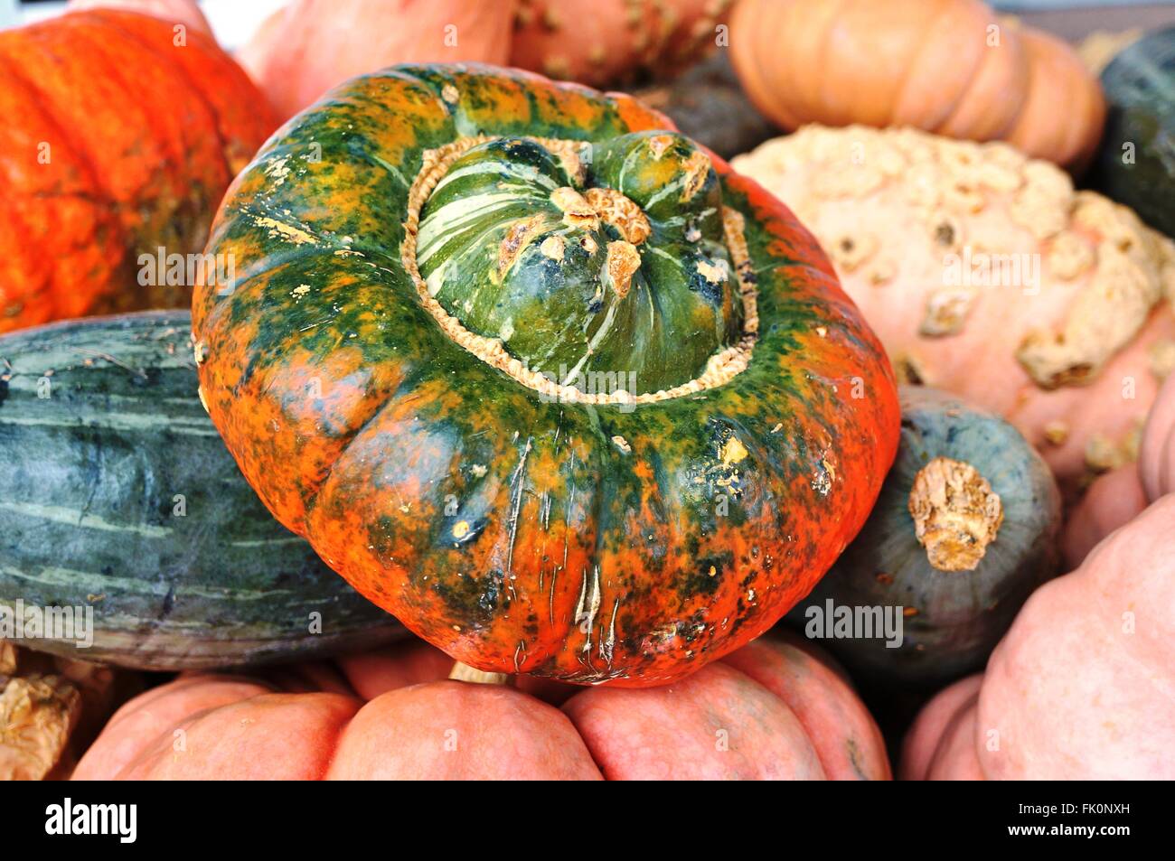 Colorful heirloom squash and pumpkins at the farmers market in the fall ...