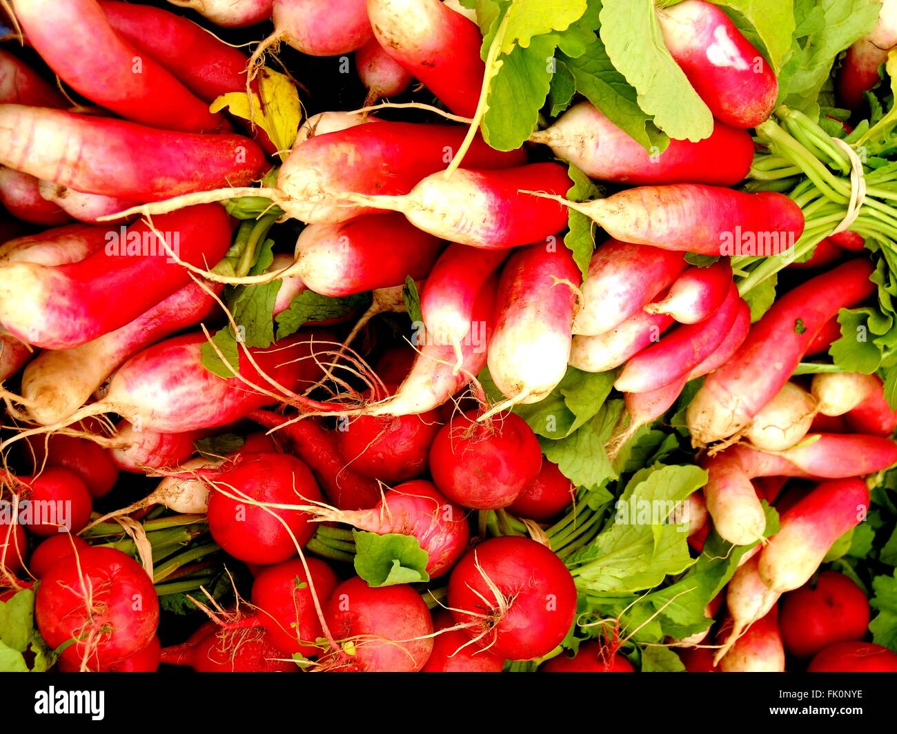 Fresh pink and white radishes at the farmers market in the Spring Stock ...