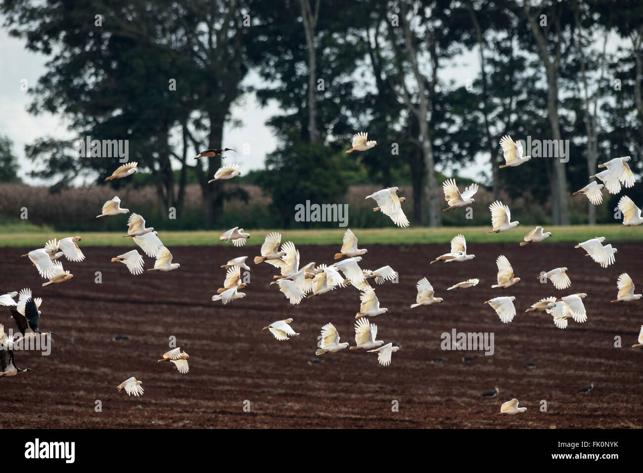 Huge flock of Sulphur-crested Cockatoo eating / digging peanuts from ...