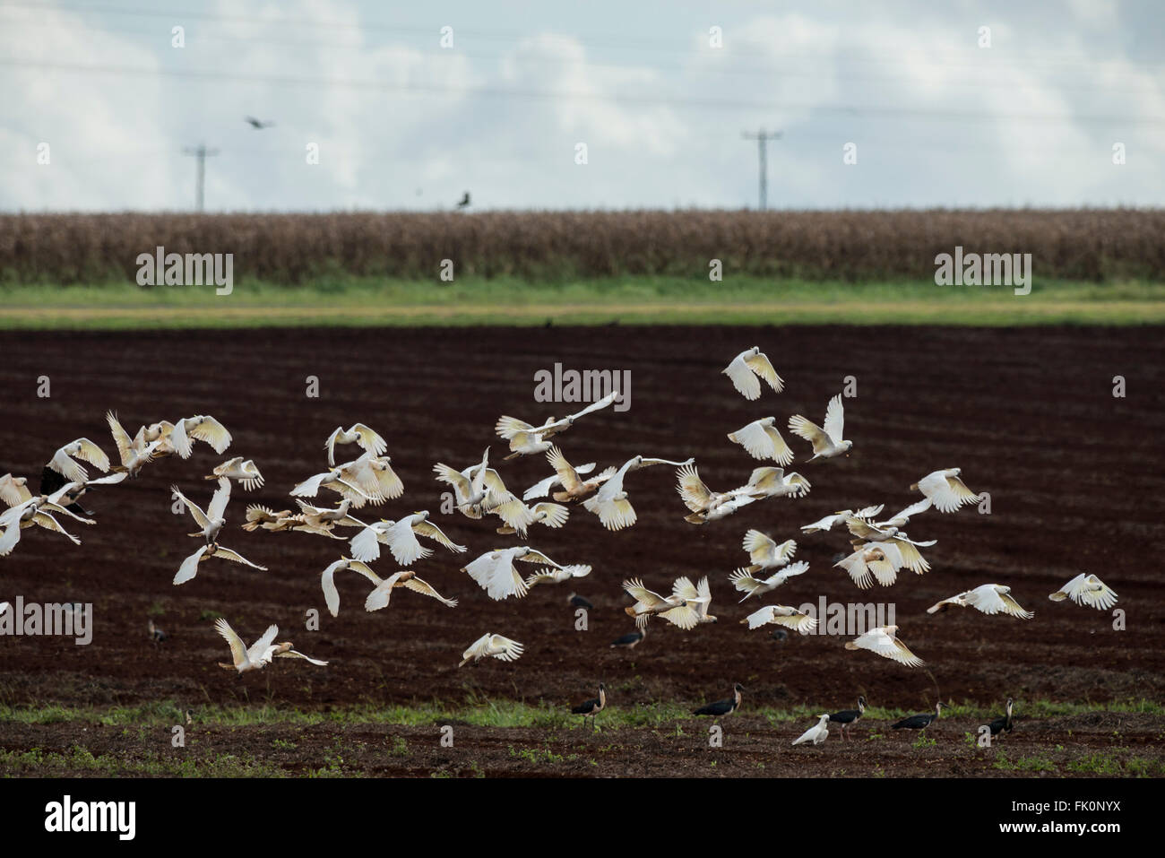 Huge flock of Sulphur-crested Cockatoo eating / digging peanuts from ...