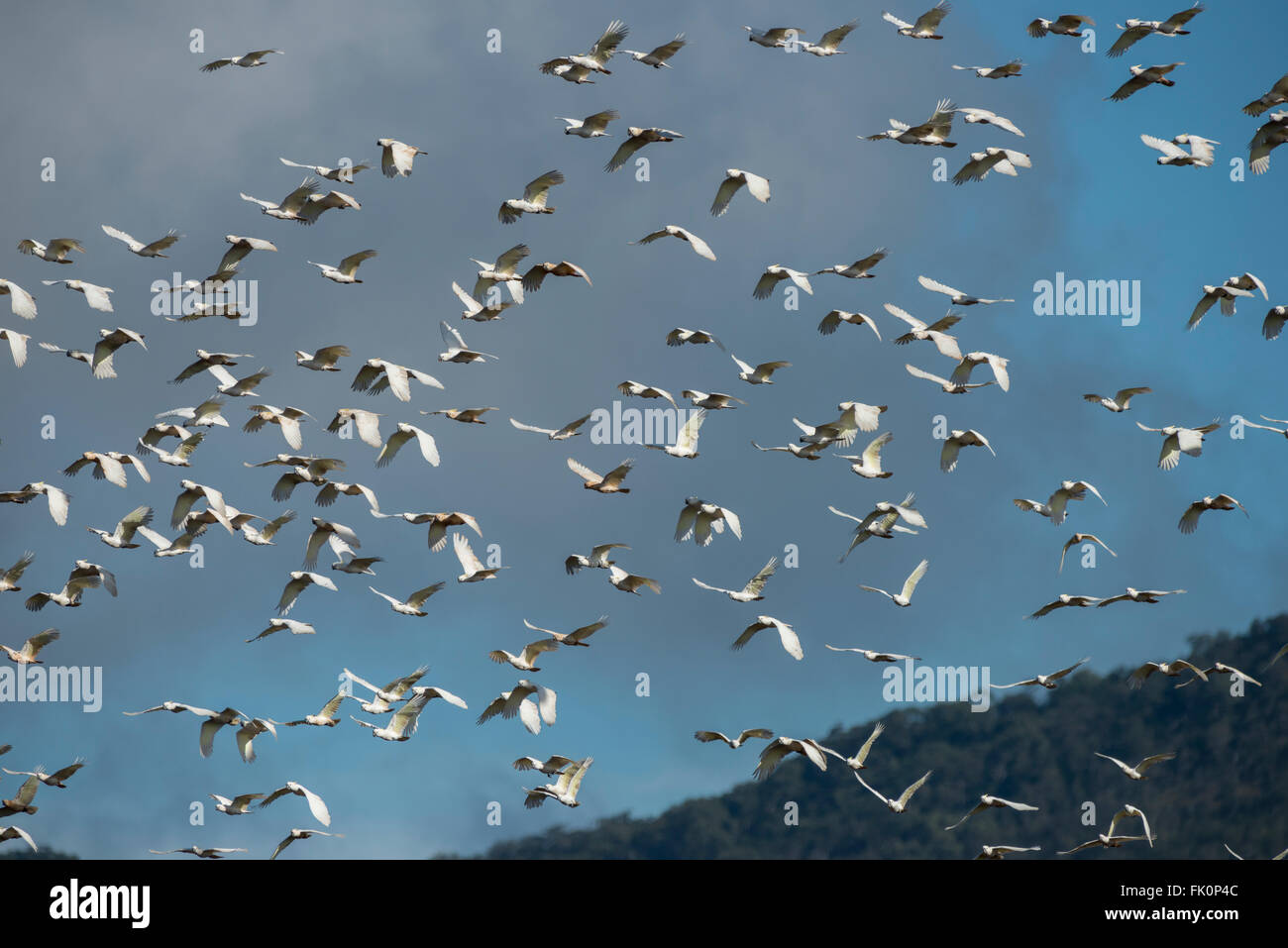 Huge flock of Sulphur-crested Cockatoo eating / digging peanuts from ...