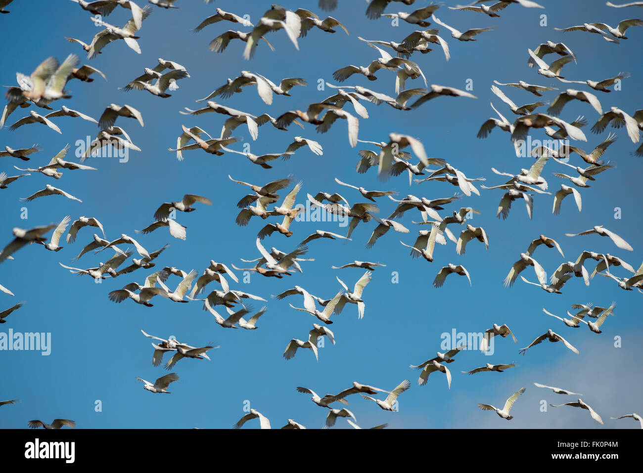 Huge flock of Sulphur-crested Cockatoo eating / digging peanuts from ...