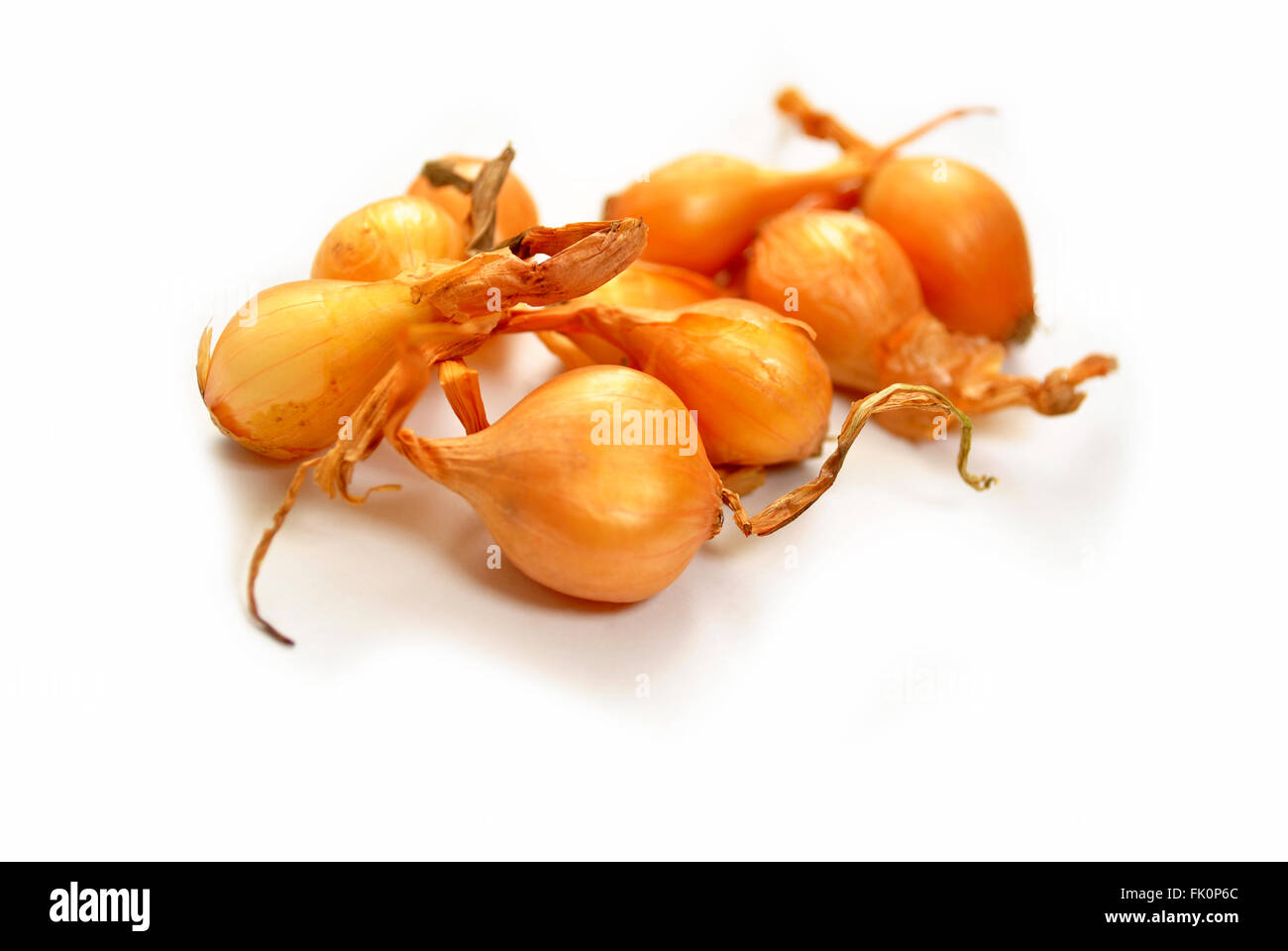 White perennials Cut Out Stock Images & Pictures - Alamy