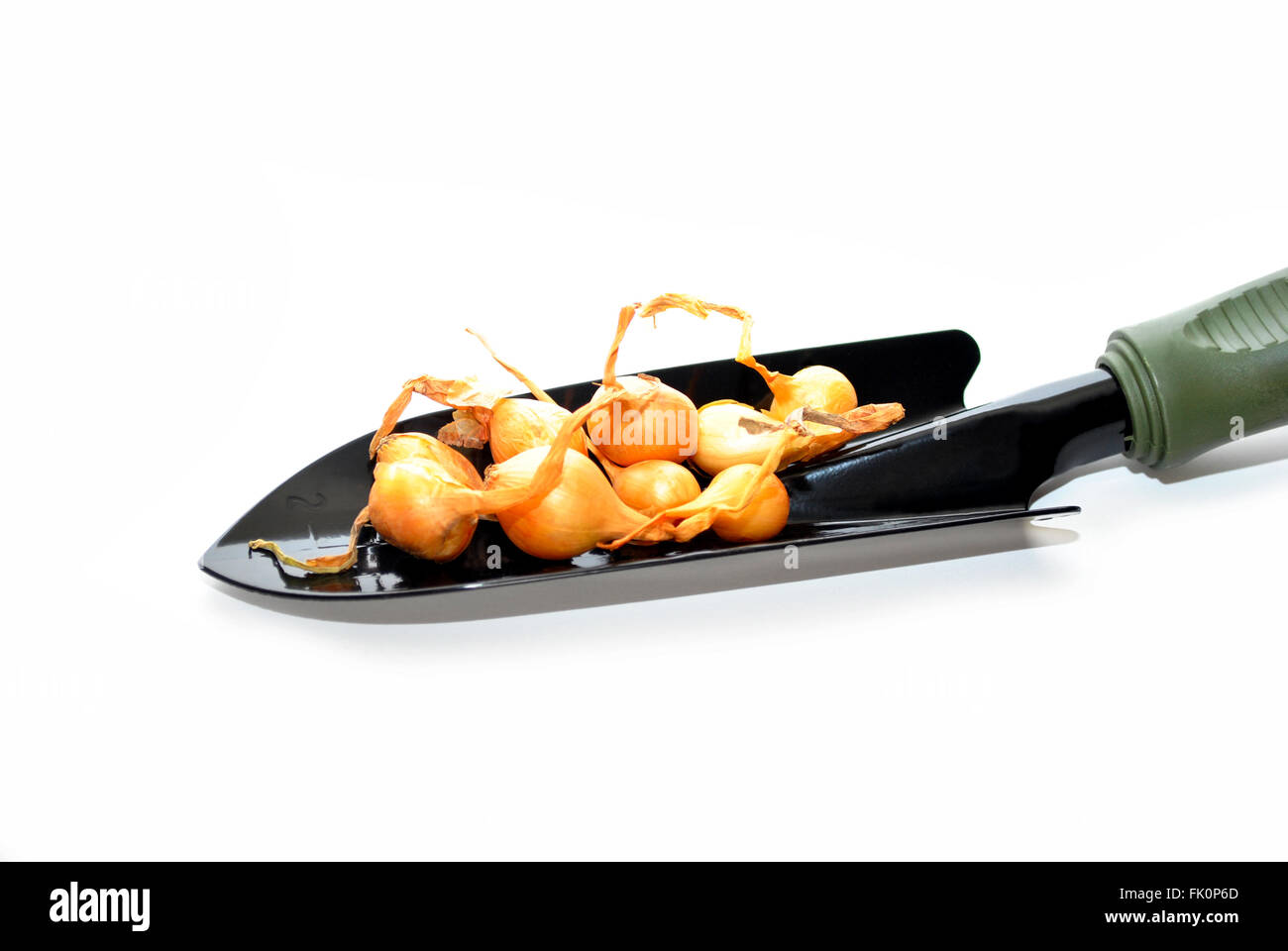 Growing bulbs spade hi-res stock photography and images - Alamy