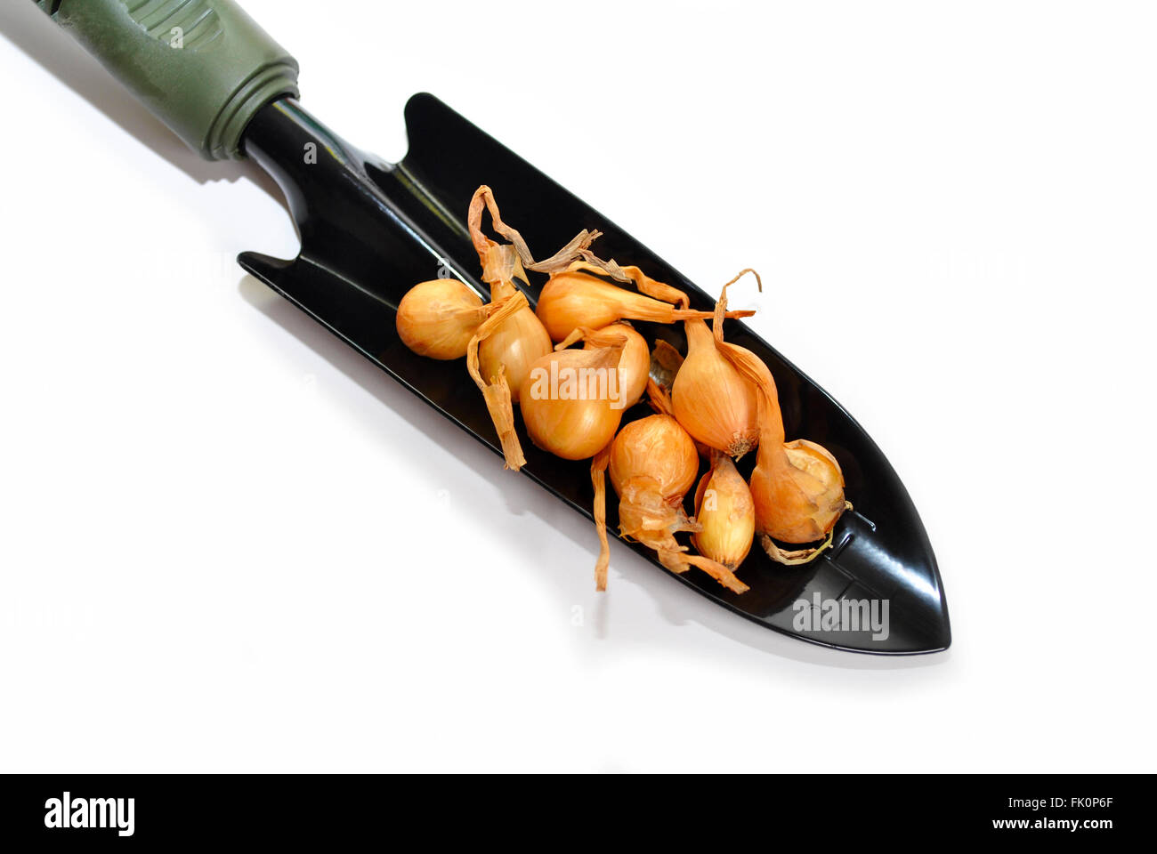 Yellow Onion Bulbs on a Spade Shovel Stock Photo - Alamy