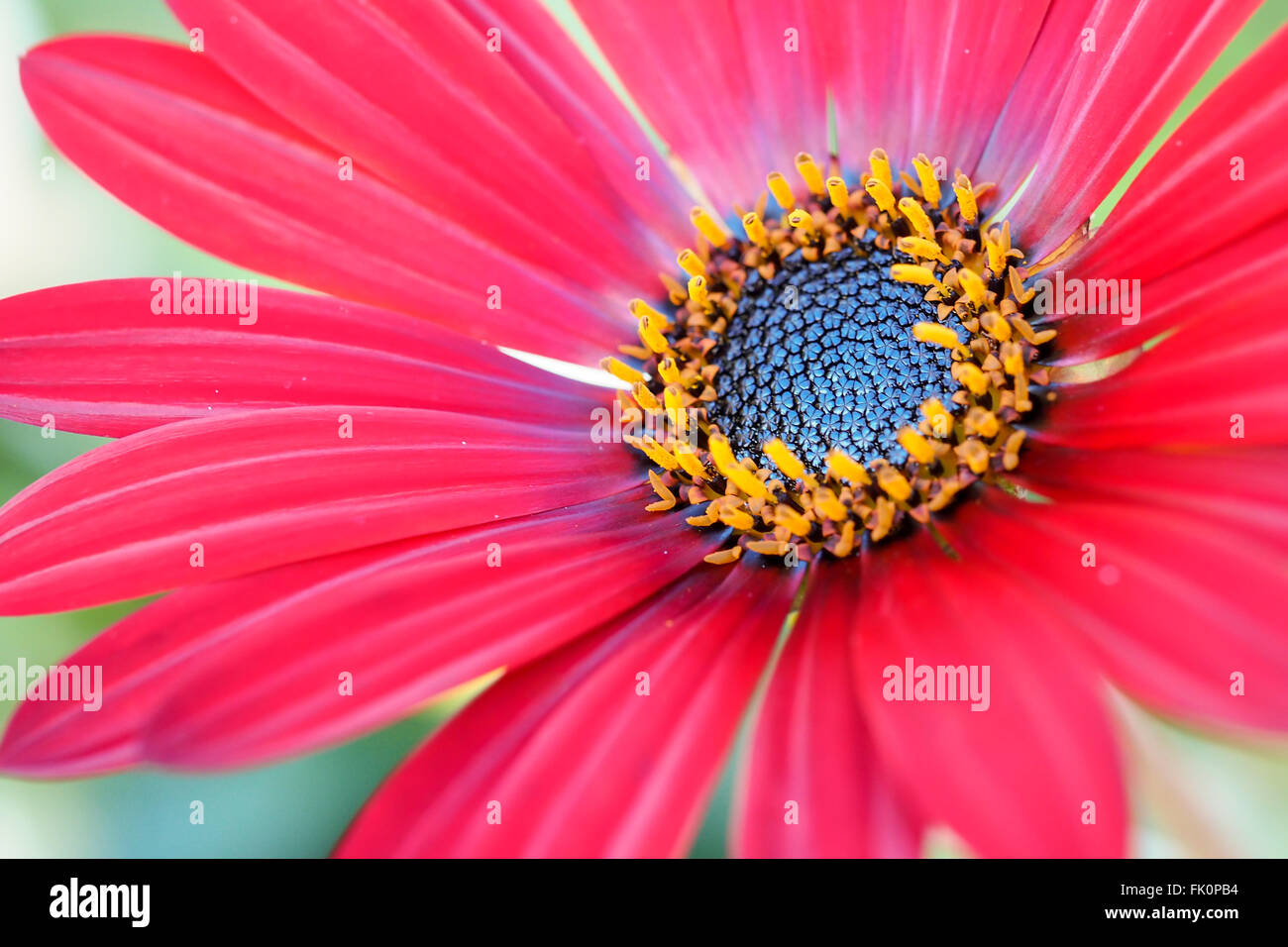 Arctotis Flower Red Stock Photo - Alamy
