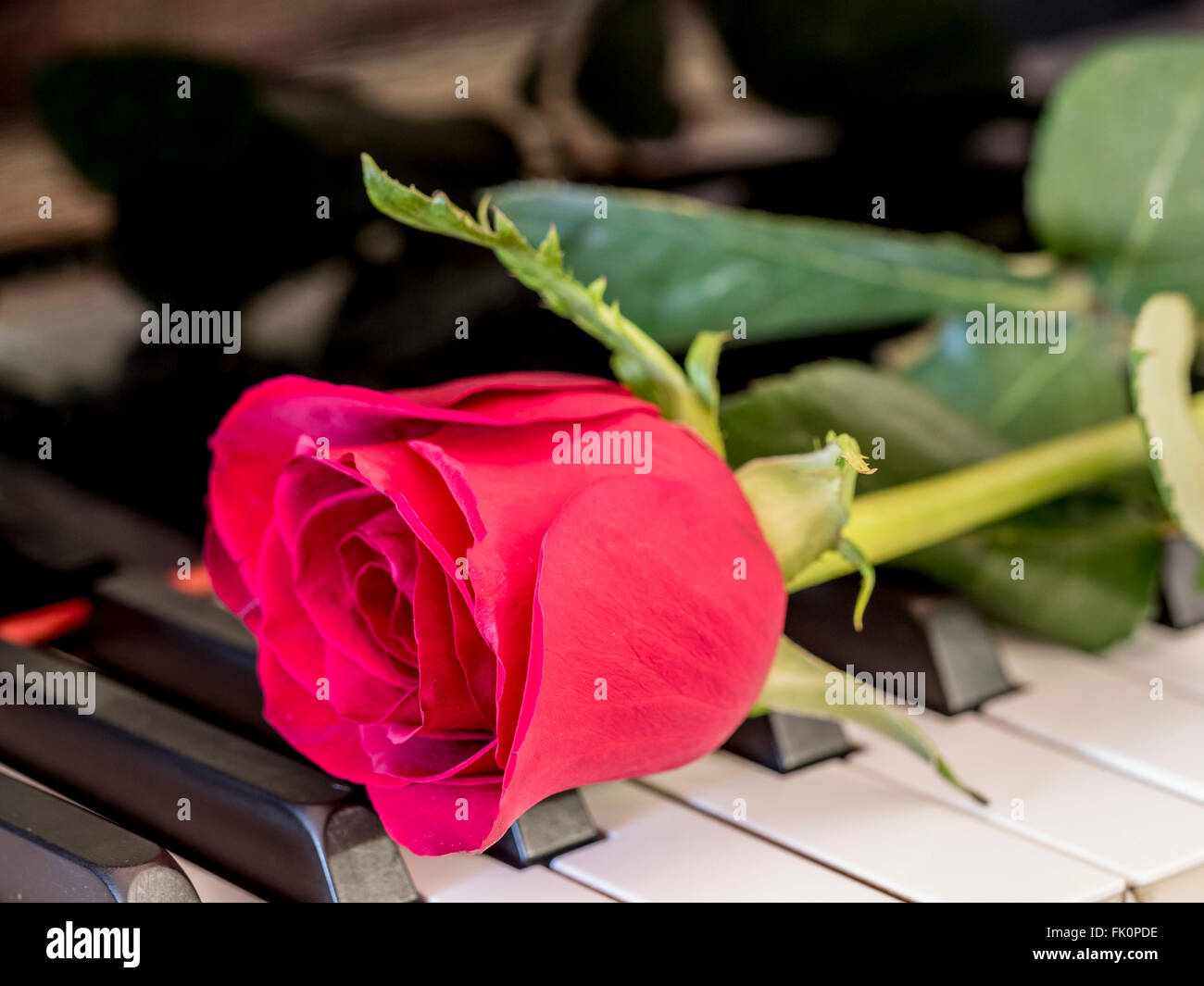 rose is a woody perennial flowering plant of the genus Rosa, in the ...