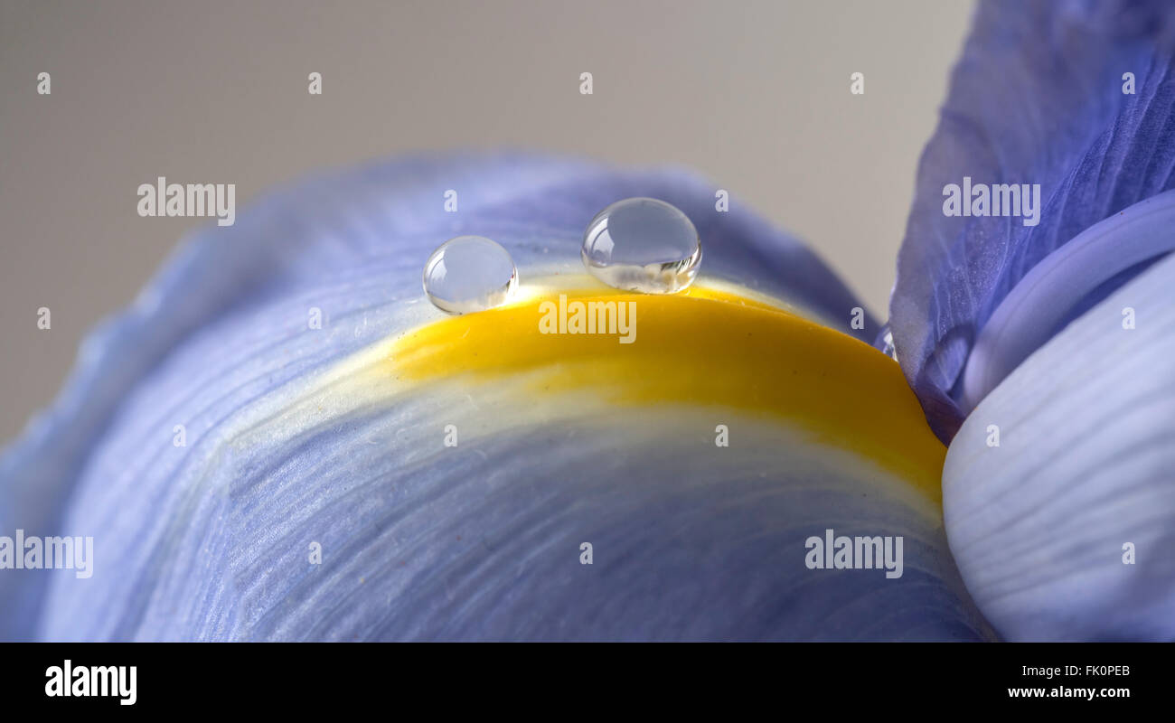 Blue Iris flower with water drop in close up Stock Photo - Alamy