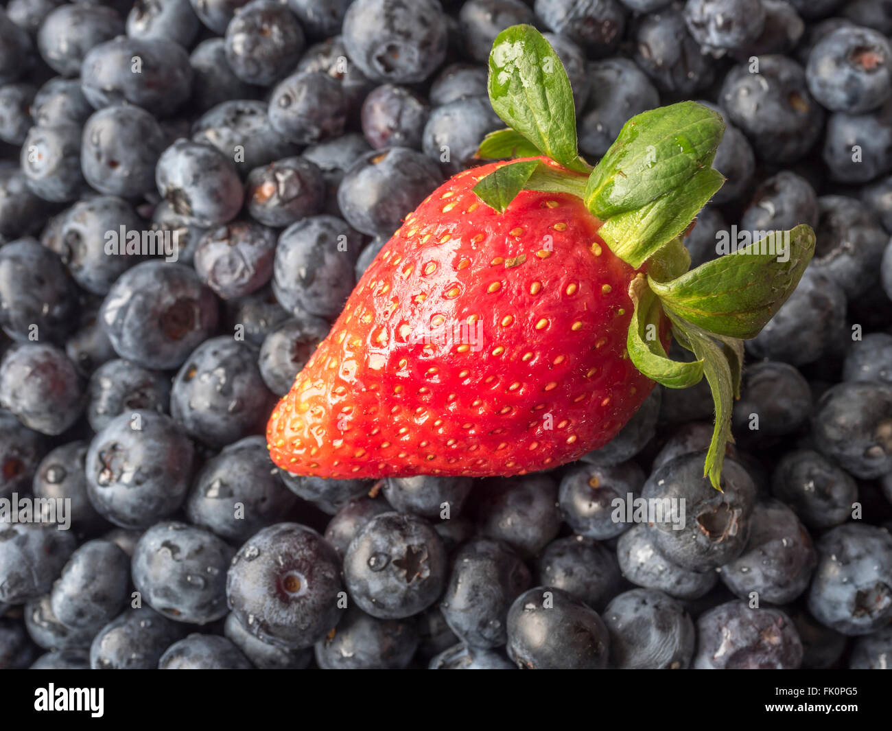 garden strawberry hybrid species of the genus Fragaria on blueberries ...