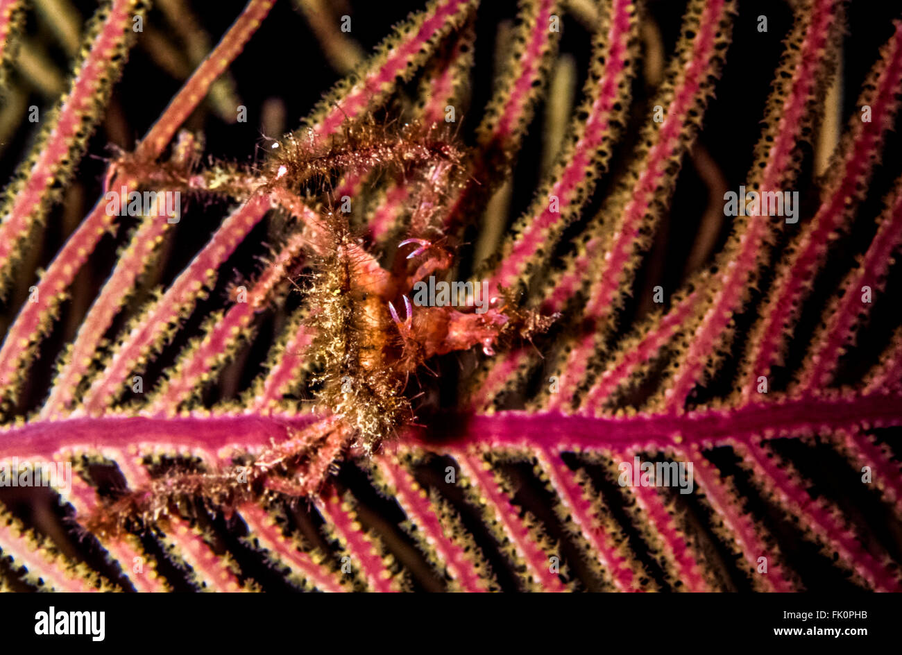 Frilly Neck Crabs, Podochela are also known as Decorated Arrow Crabs ...