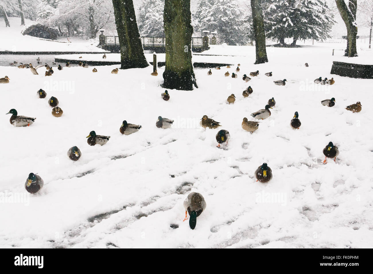 Ducks in the snow Stock Photo - Alamy