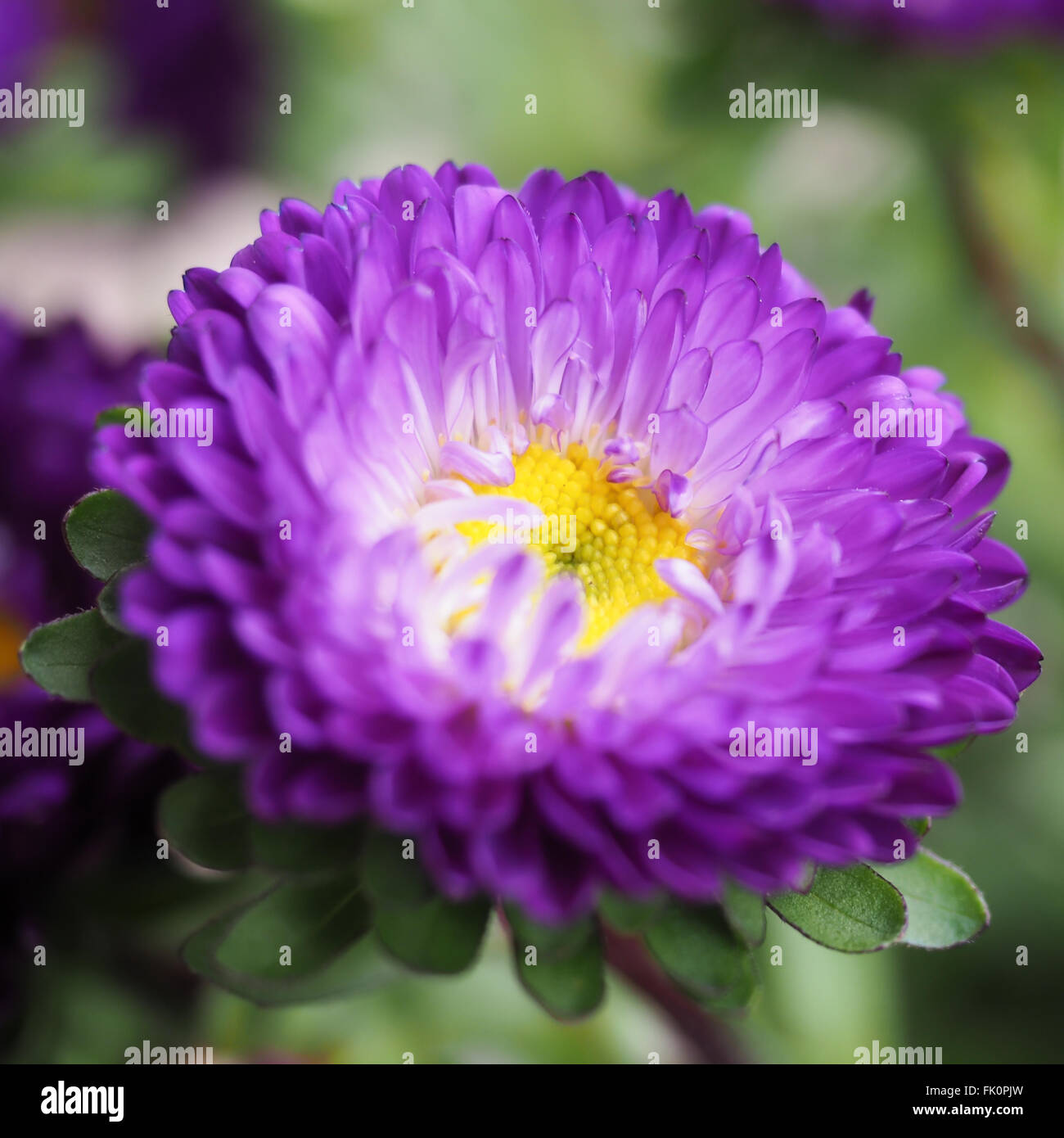 Aster flower hi-res stock photography and images - Alamy