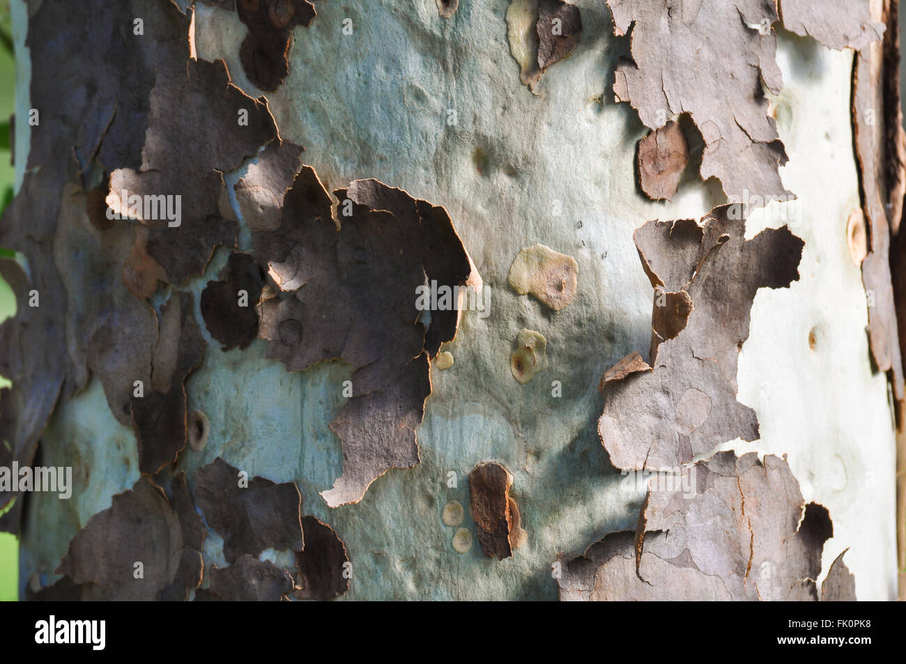 Smooth tree bark hi-res stock photography and images - Alamy