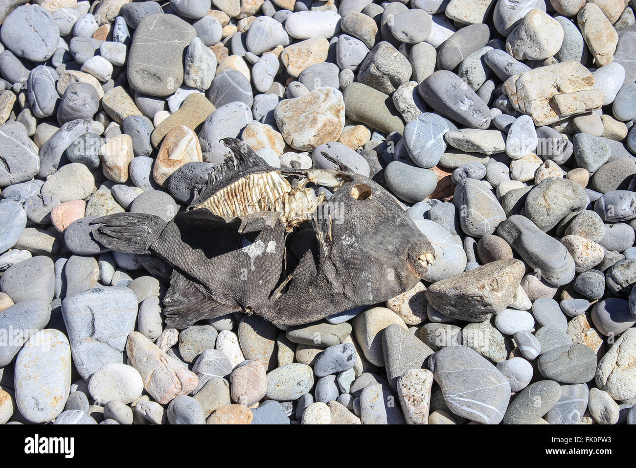 Remains of a dead fish in a pebbly beach Stock Photo - Alamy