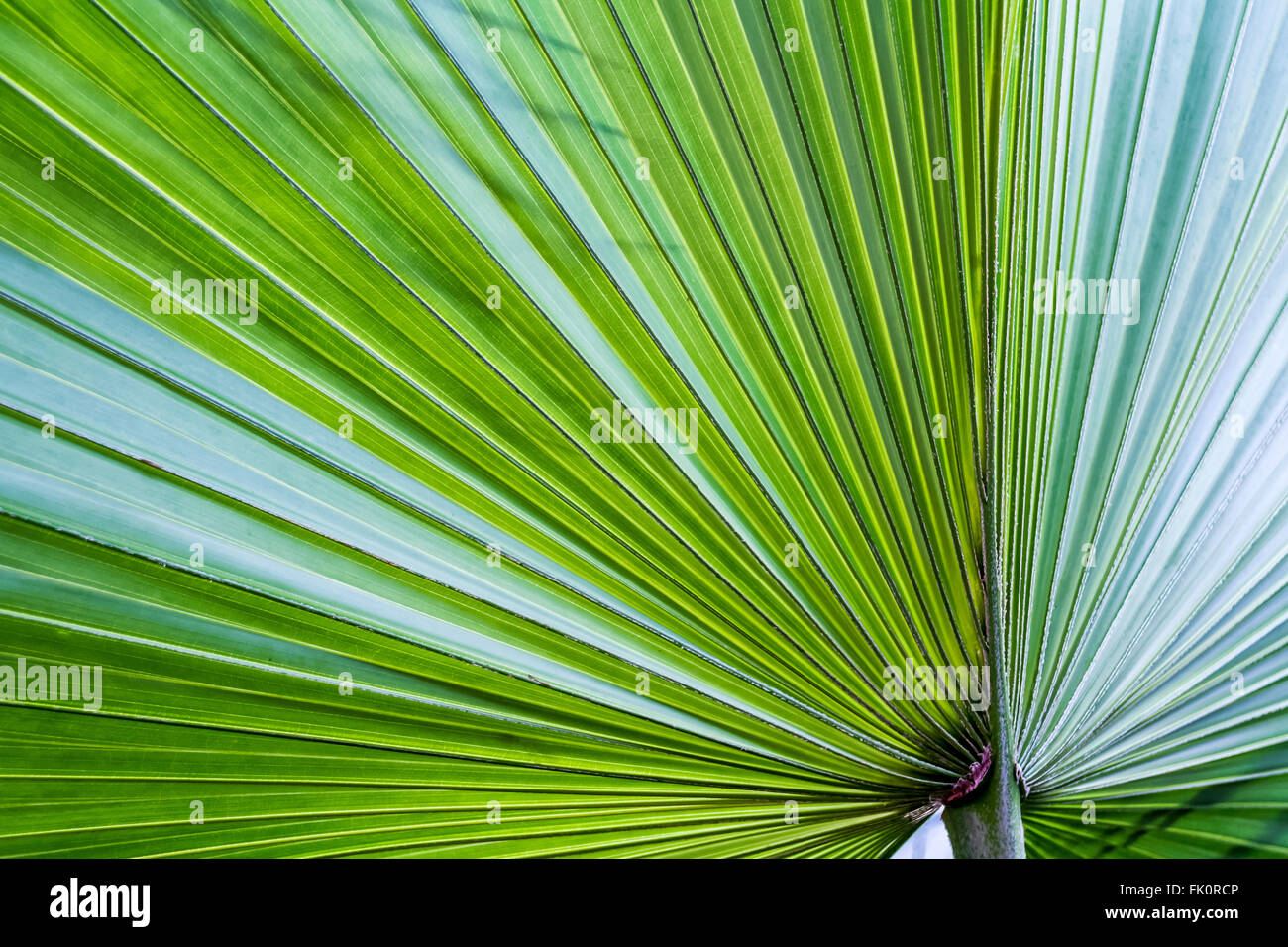 Translucent green leaf hi-res stock photography and images - Alamy