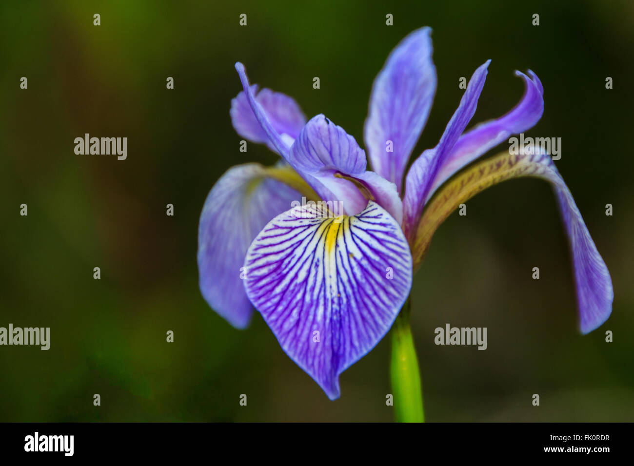 Iris Plant Stock Photos & Iris Plant Stock Images - Alamy