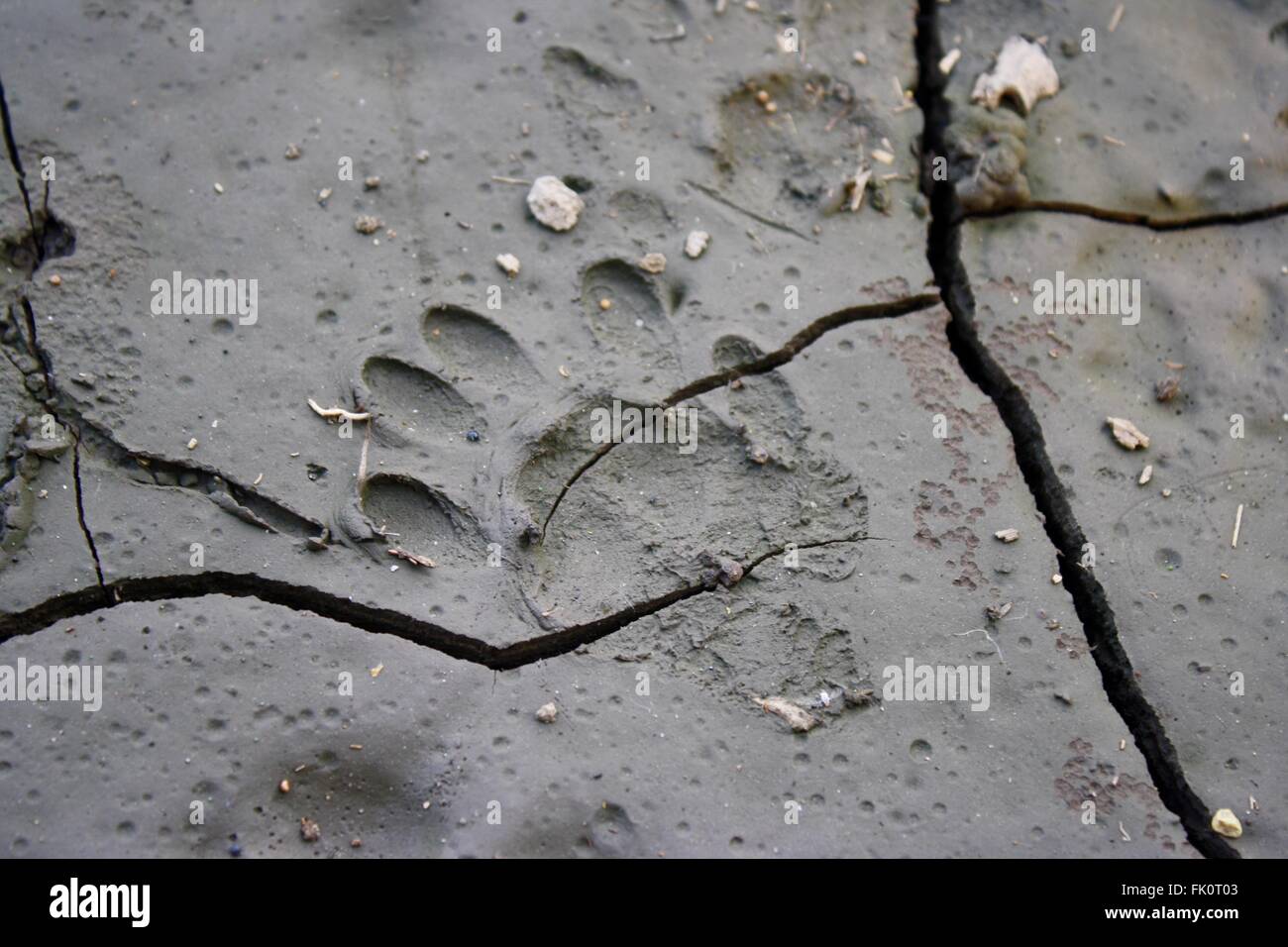 Raccoon paw prints hi-res stock photography and images - Alamy