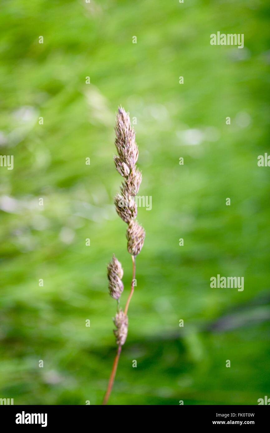 Plants out Back Stock Photo - Alamy