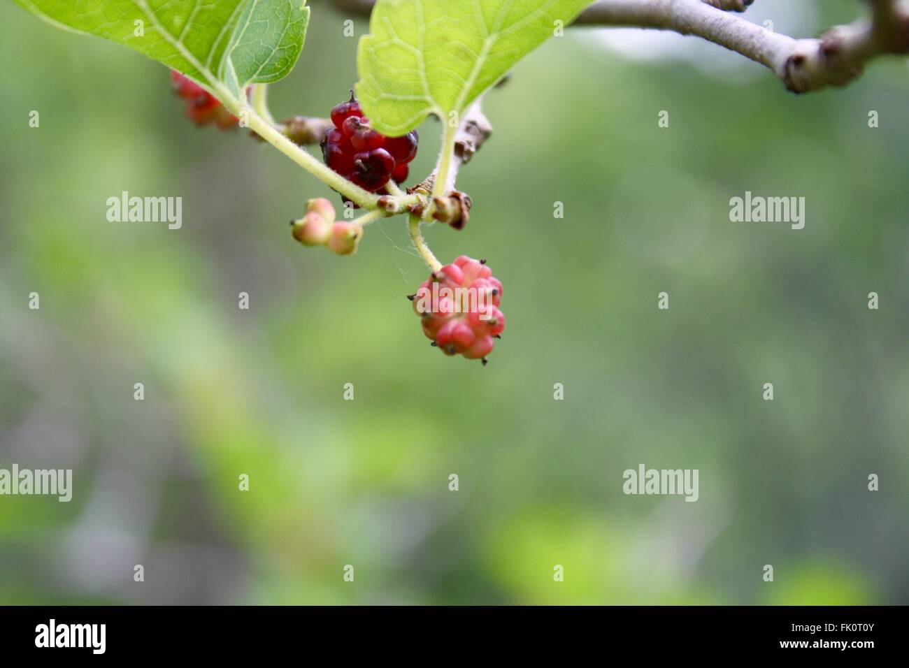 Grass berries hi-res stock photography and images - Alamy